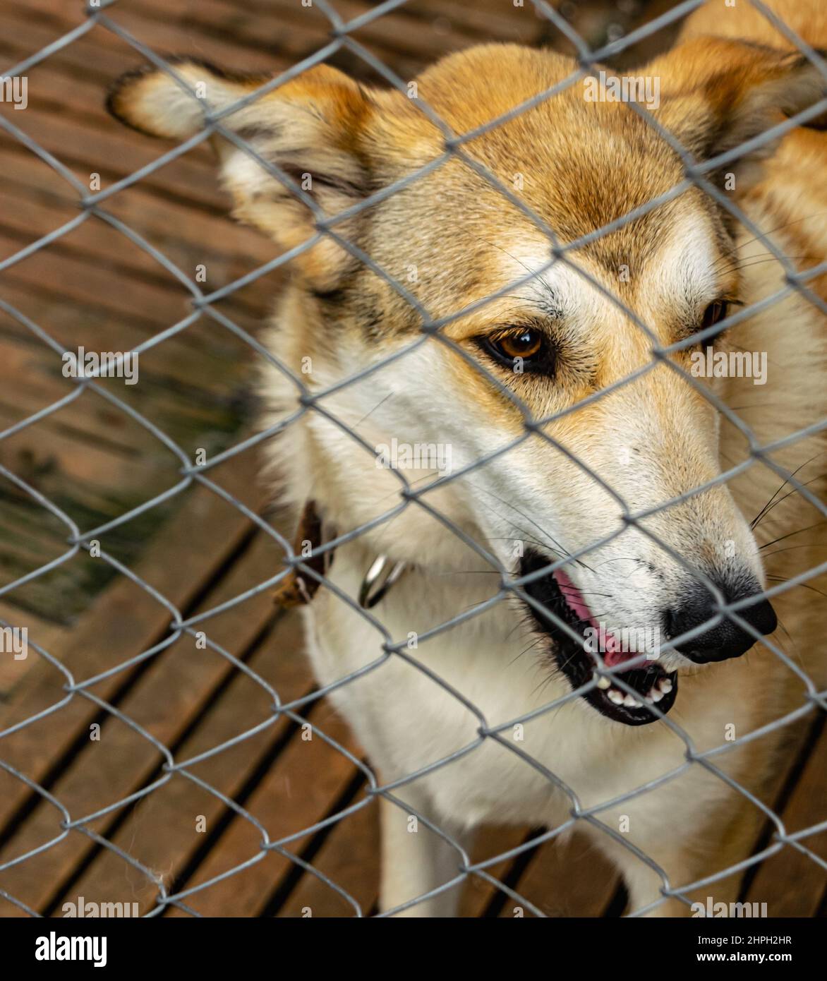 A young dog with an aviary hedge in an animal shelter. Vertical photo ...