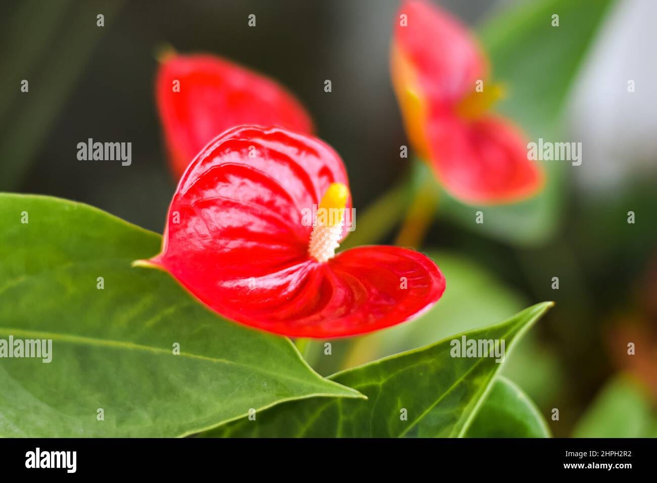 Anthurium andreanum - Anthurium is an evergreen plant of the Aroid ...