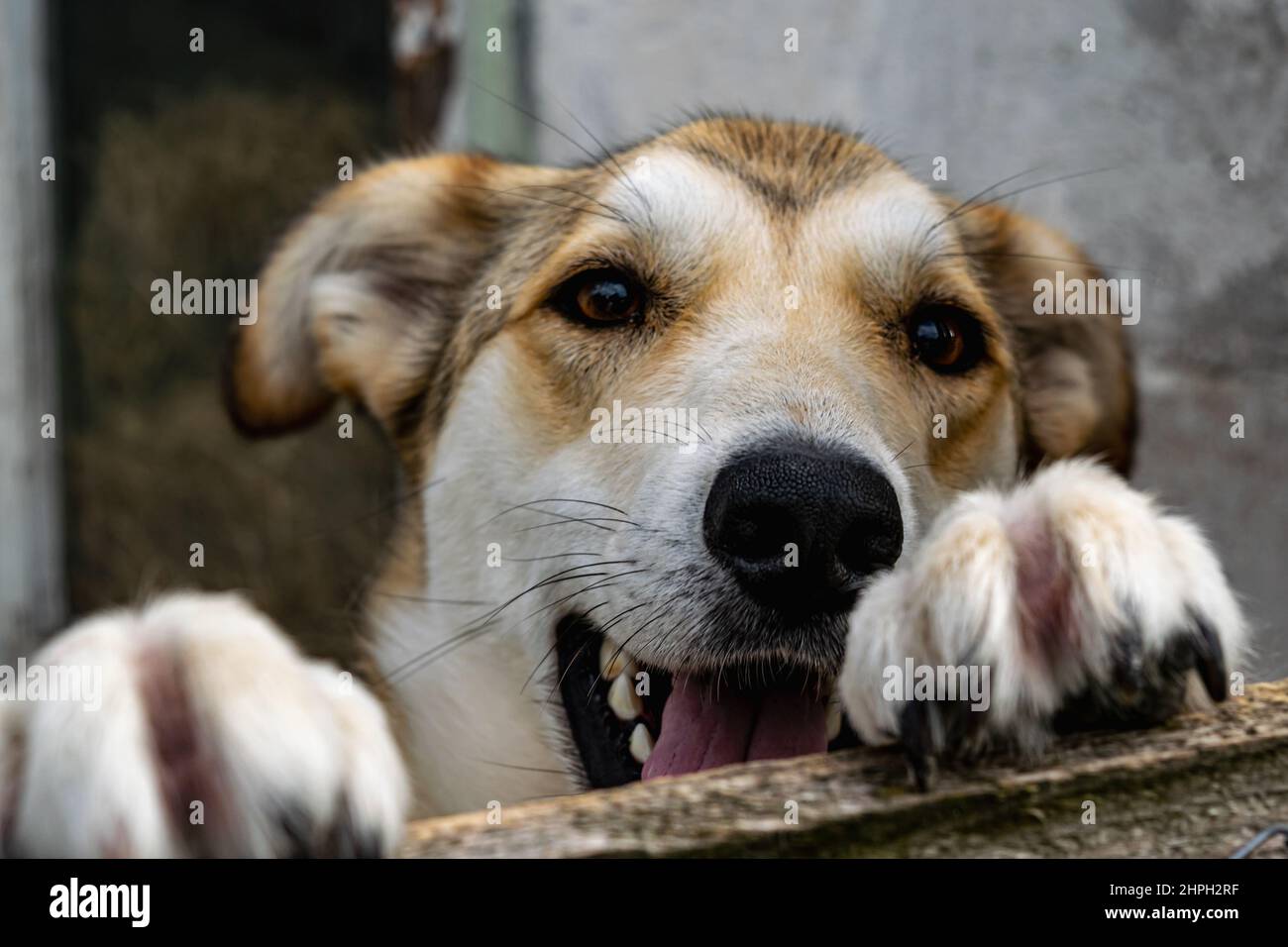 A young dog with an aviary hedge in an animal shelter. Horizontal photo ...