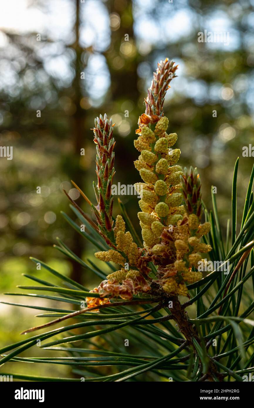 Blooming pine branch. Spring flowering forest trees. Vertical photo ...