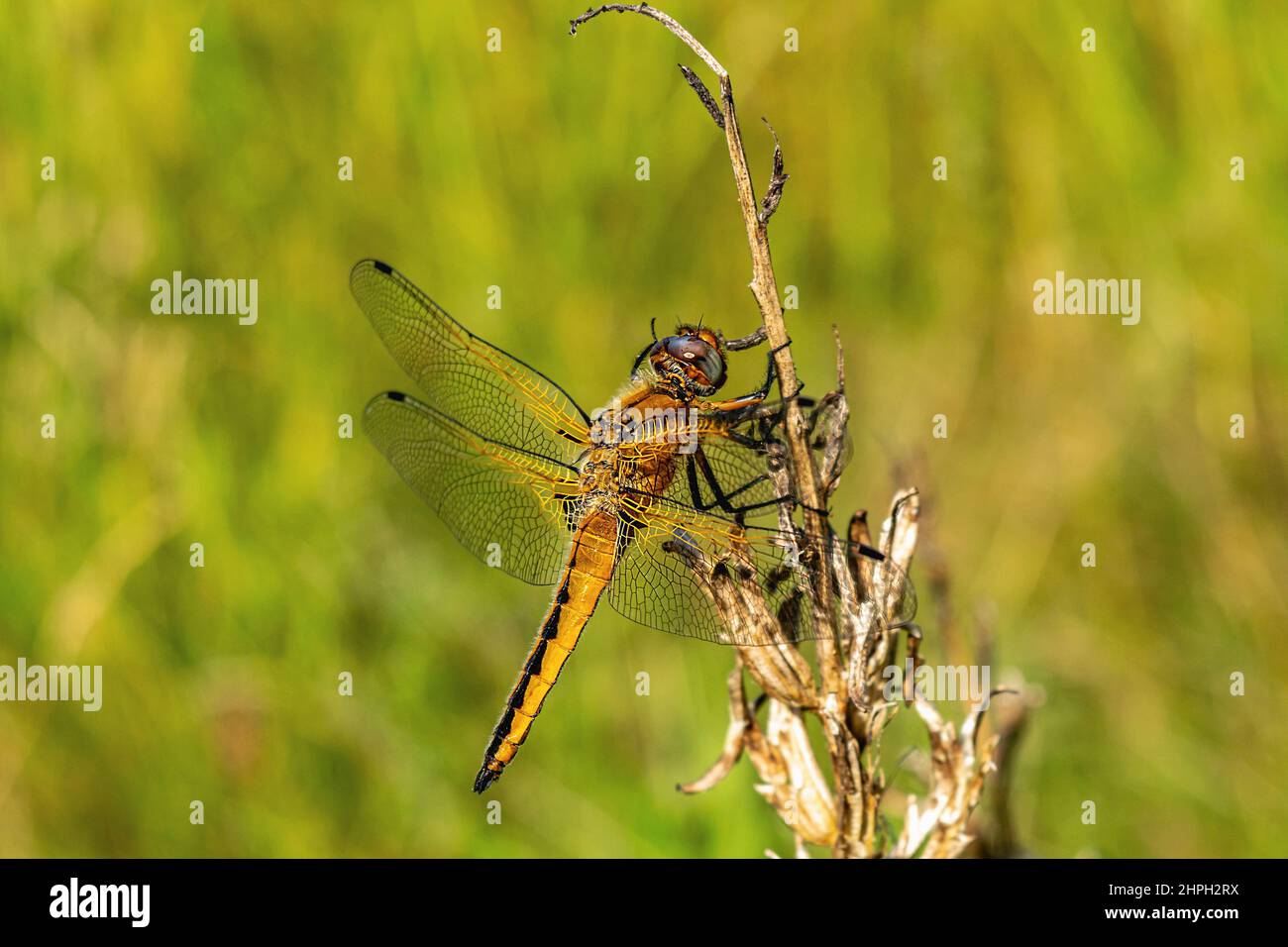 Sympetrum vulgatum - Dragonfly on a stalk of meadow grass. Insects in ...