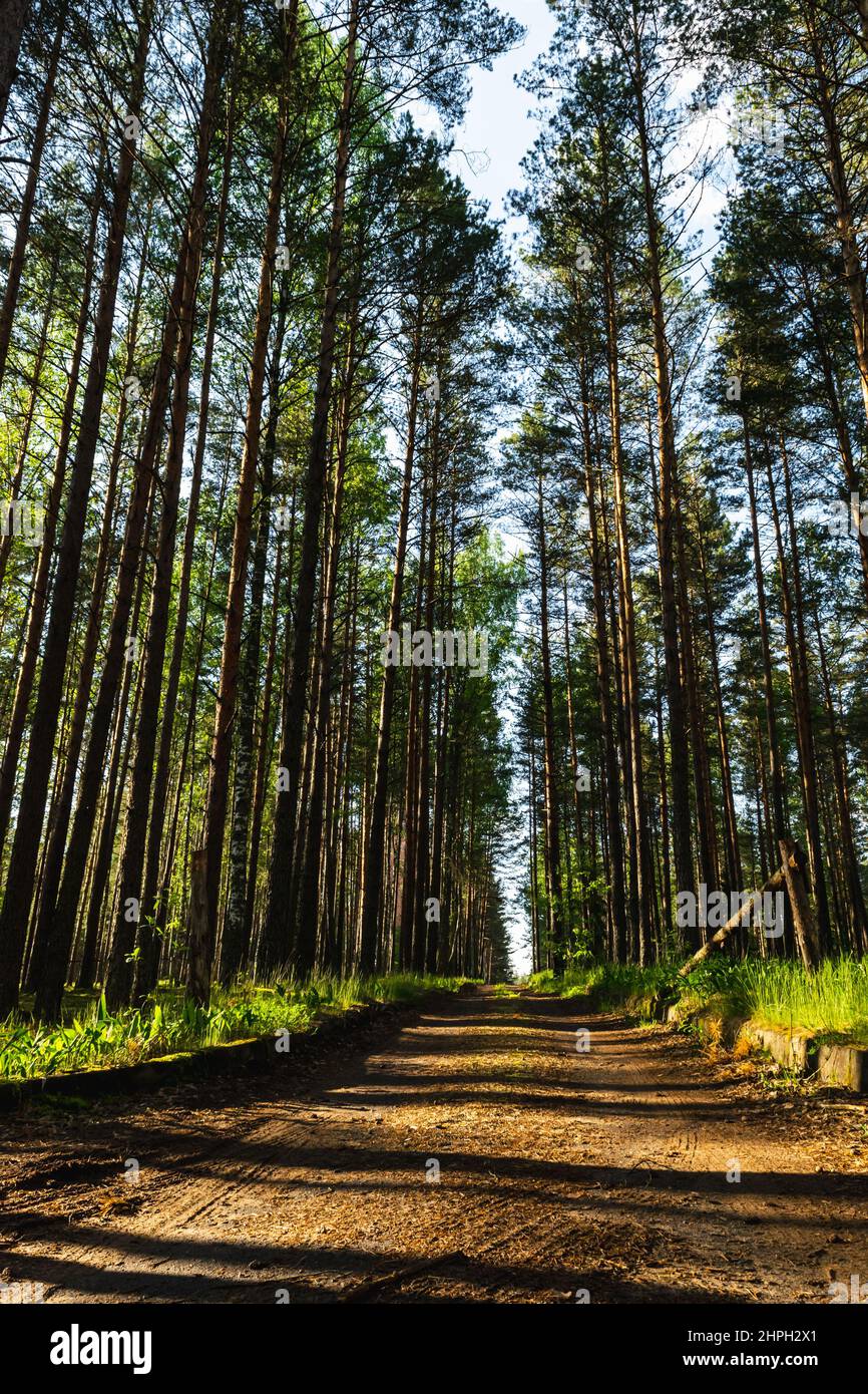 Road in the coniferous forest. Forest path through a pine forest ... Road in the coniferous forest. Forest path through a pine forest ...