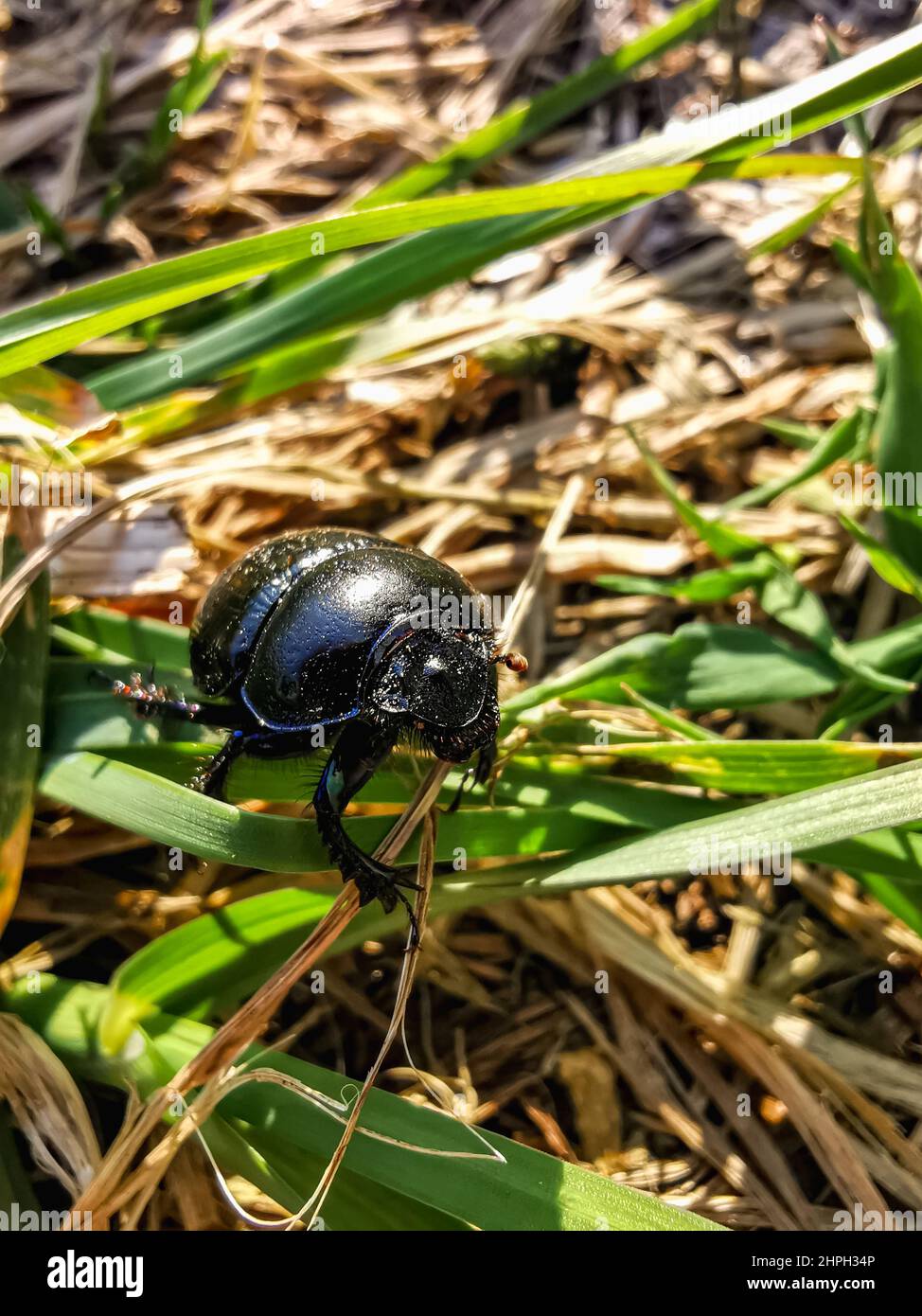 The insects of the order coleoptera hi-res stock photography and images ...