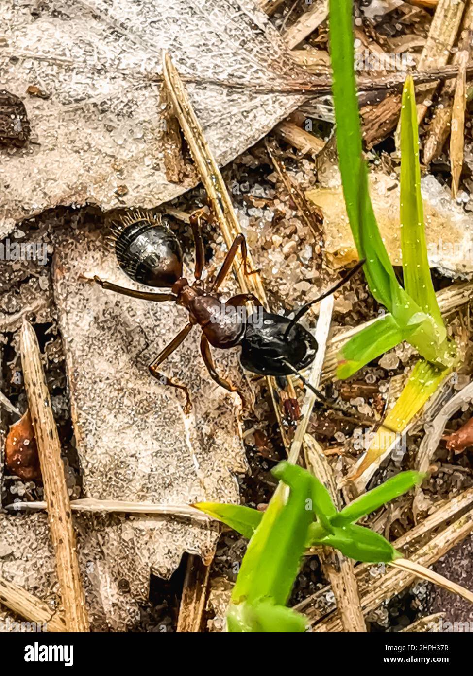 Wood ant seed formica hi-res stock photography and images - Alamy