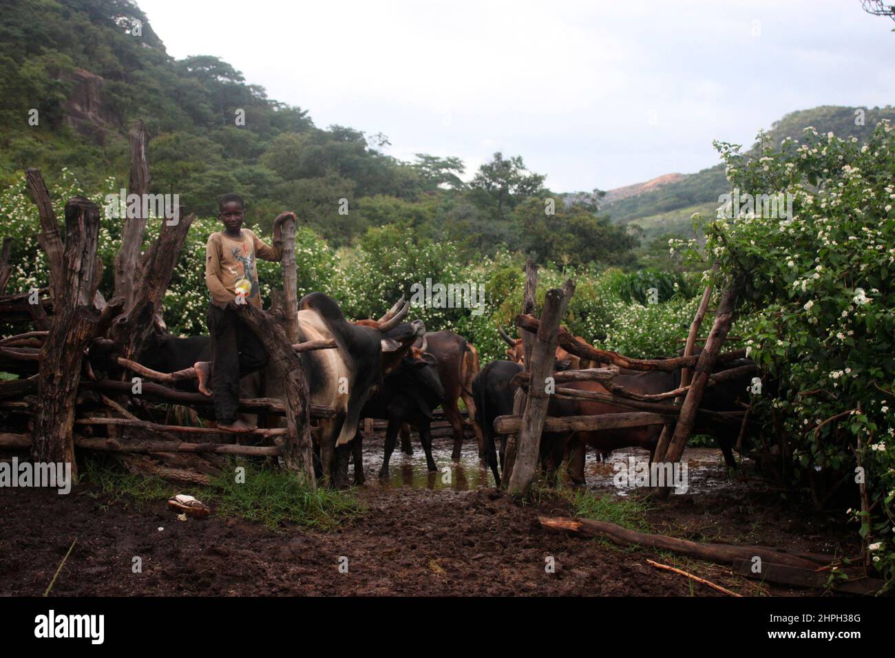 Cattle boy zimbabwe hi-res stock photography and images - Alamy