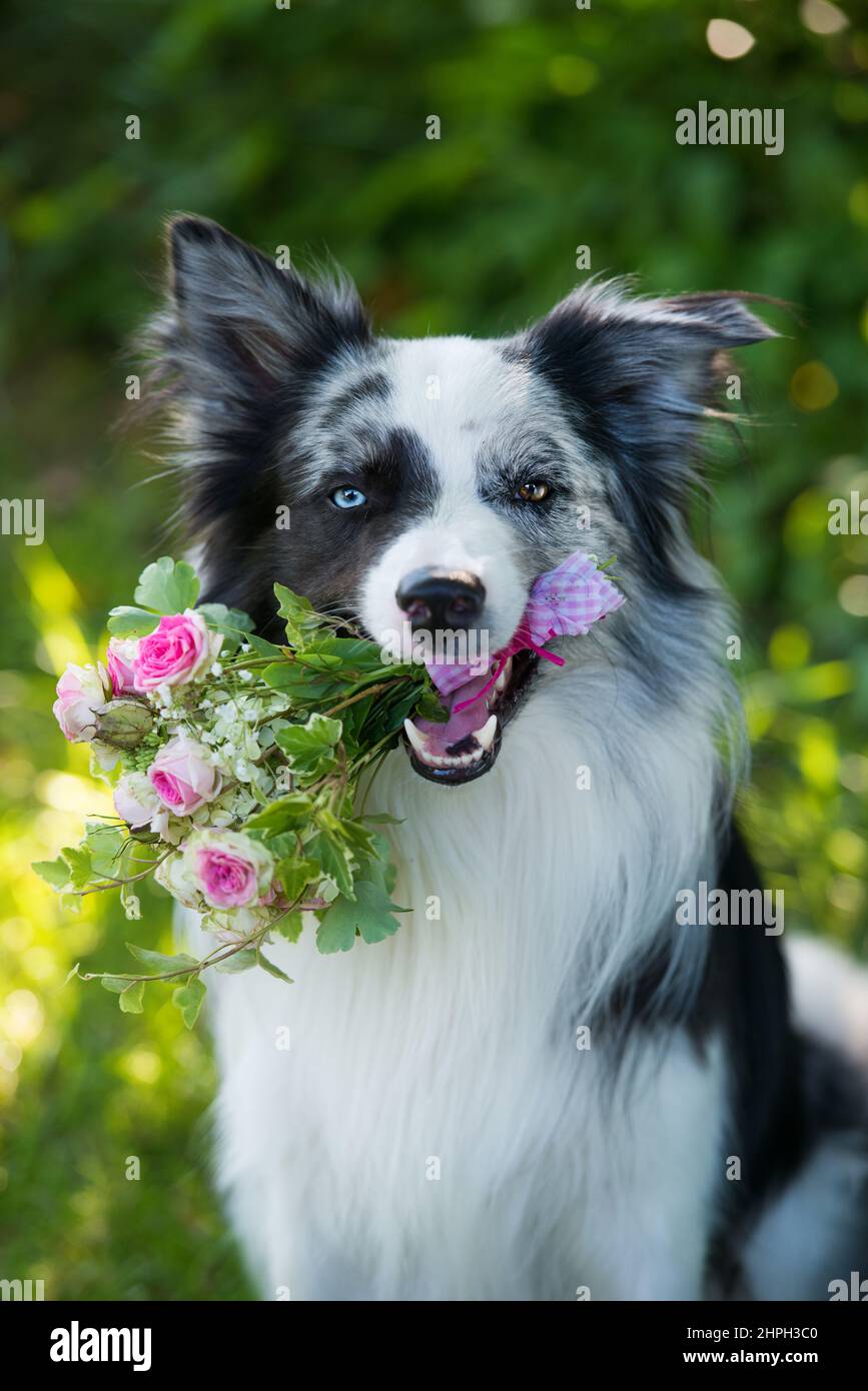 Border collie dog with flower bouquet Stock Photo - Alamy