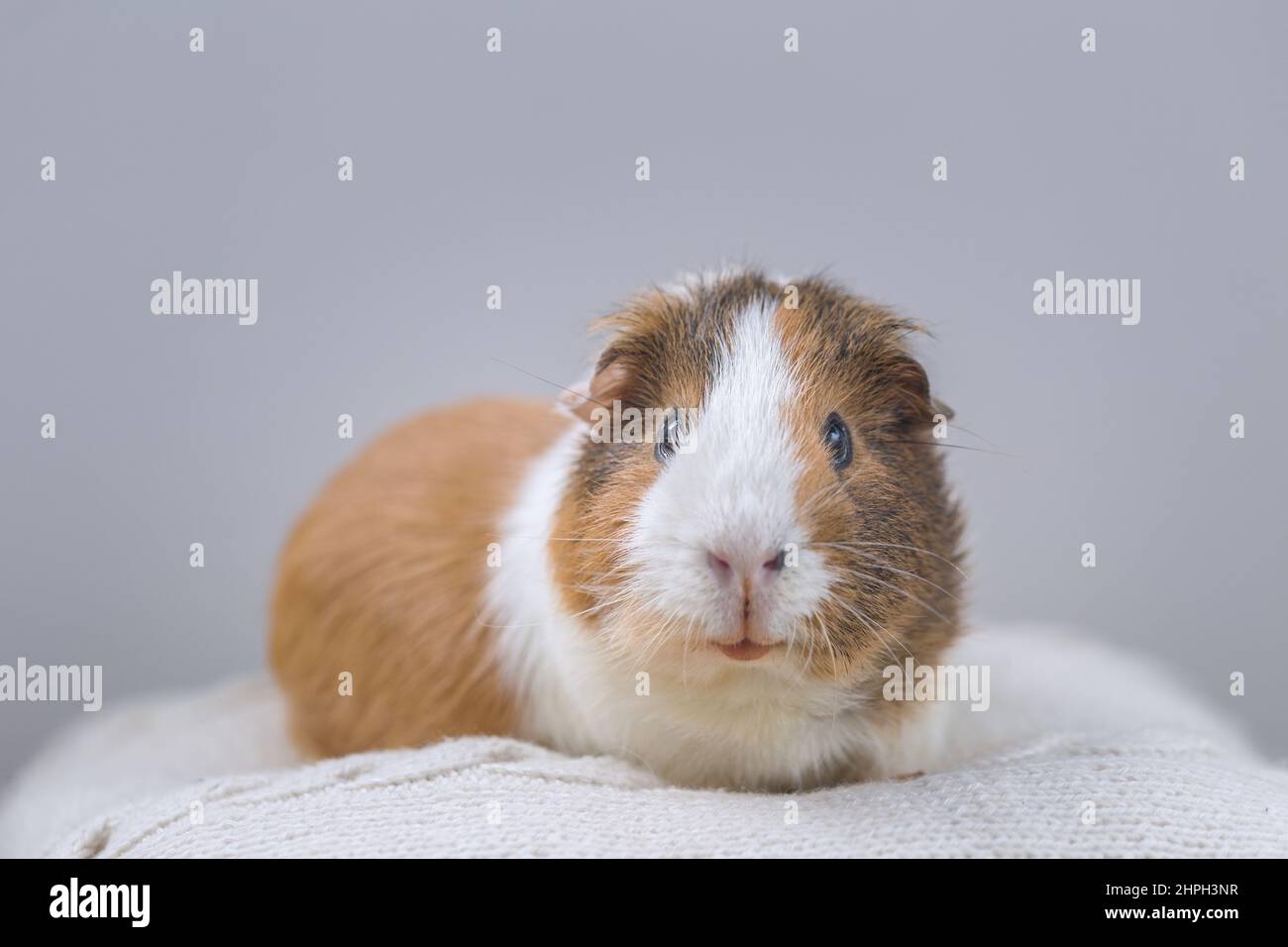 Guinea pig face hi-res stock photography and images - Alamy