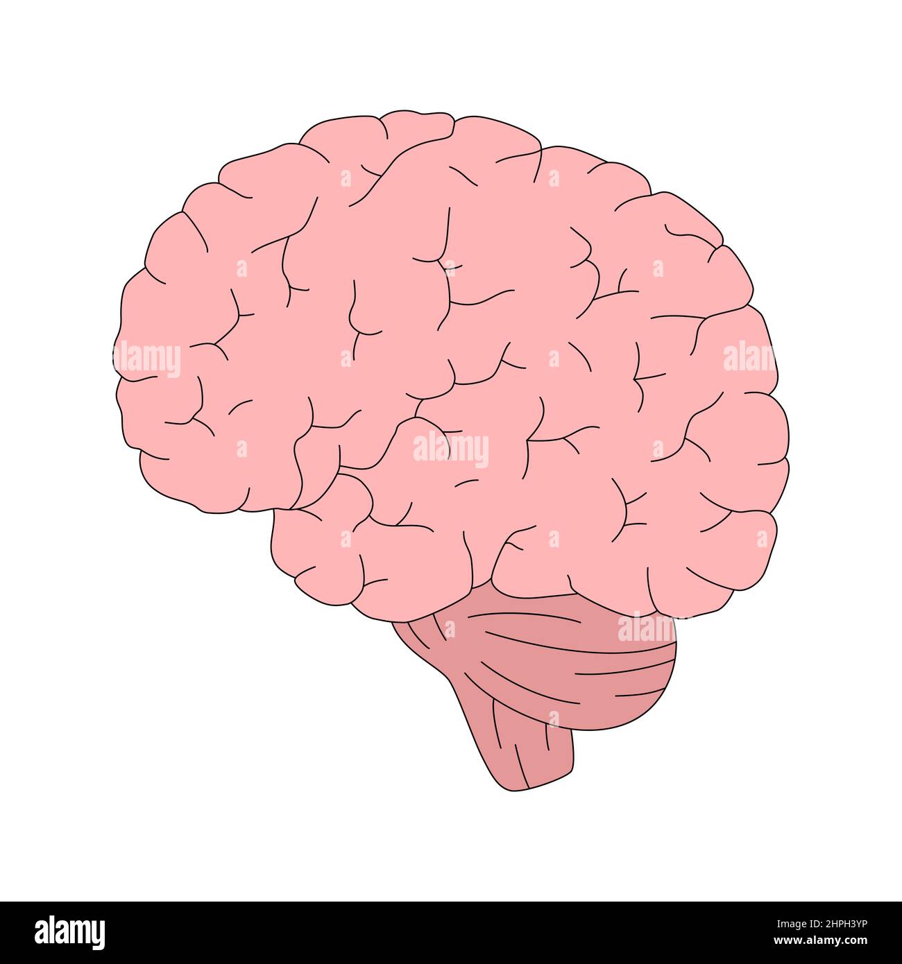Isolated vector illustration of brain in cartoon style. Human anatomy ...