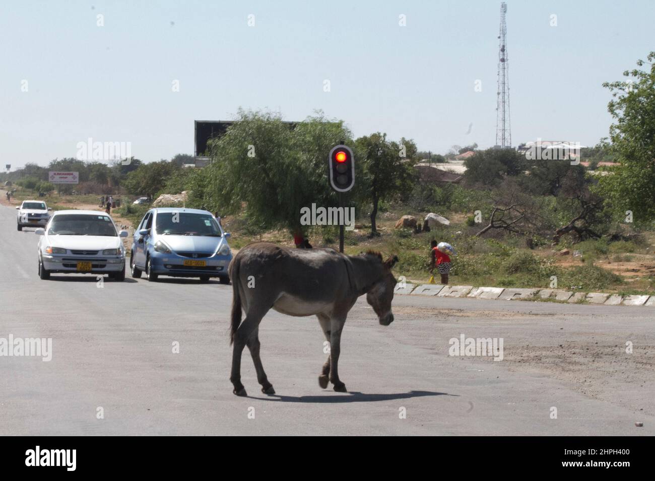 Donkeys matter hi-res stock photography and images - Alamy