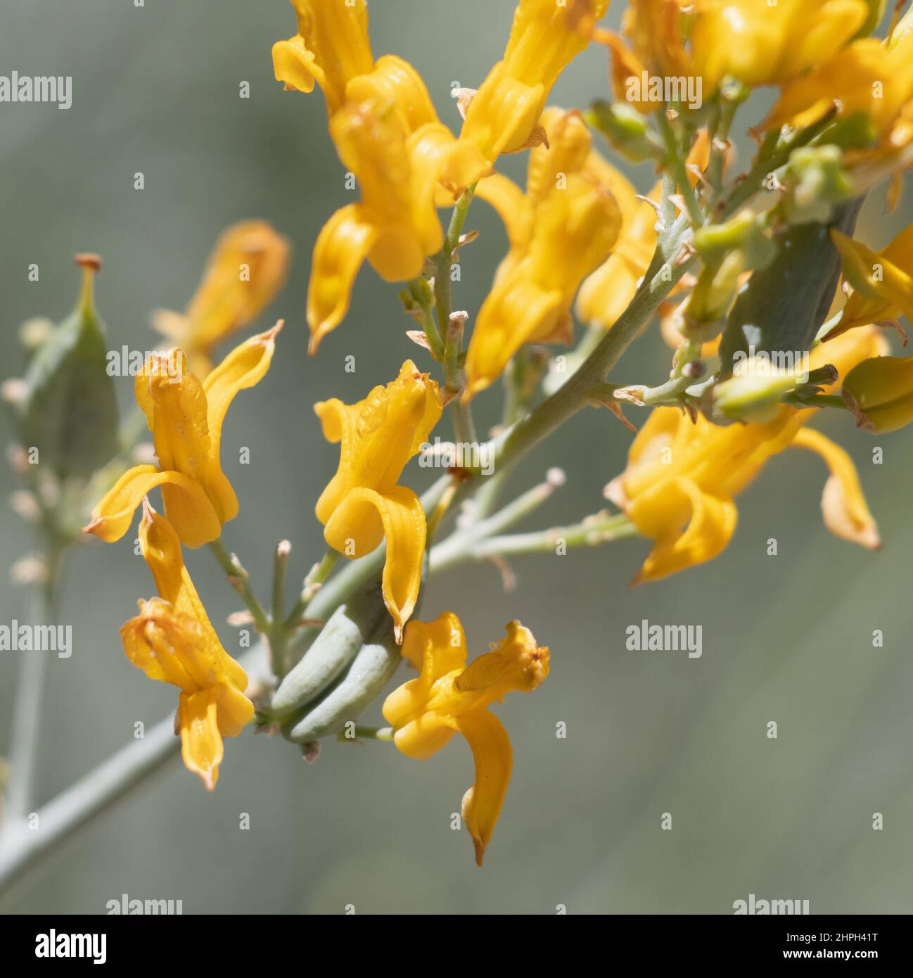 Yellow flowering racemose panicle inflorescence of Ehrendorferia ...