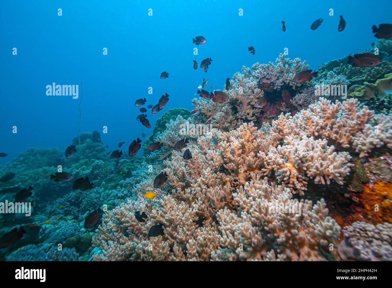 Caribbean coral reef off the coast of North Sulawesi, Indonesia Stock ...
