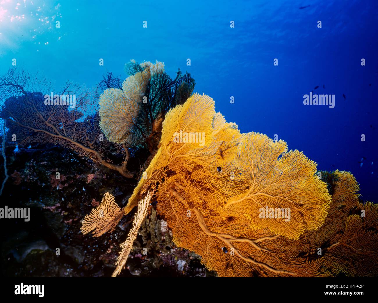 Caribbean coral reef with yellow gorgonian underwater Stock Photo - Alamy