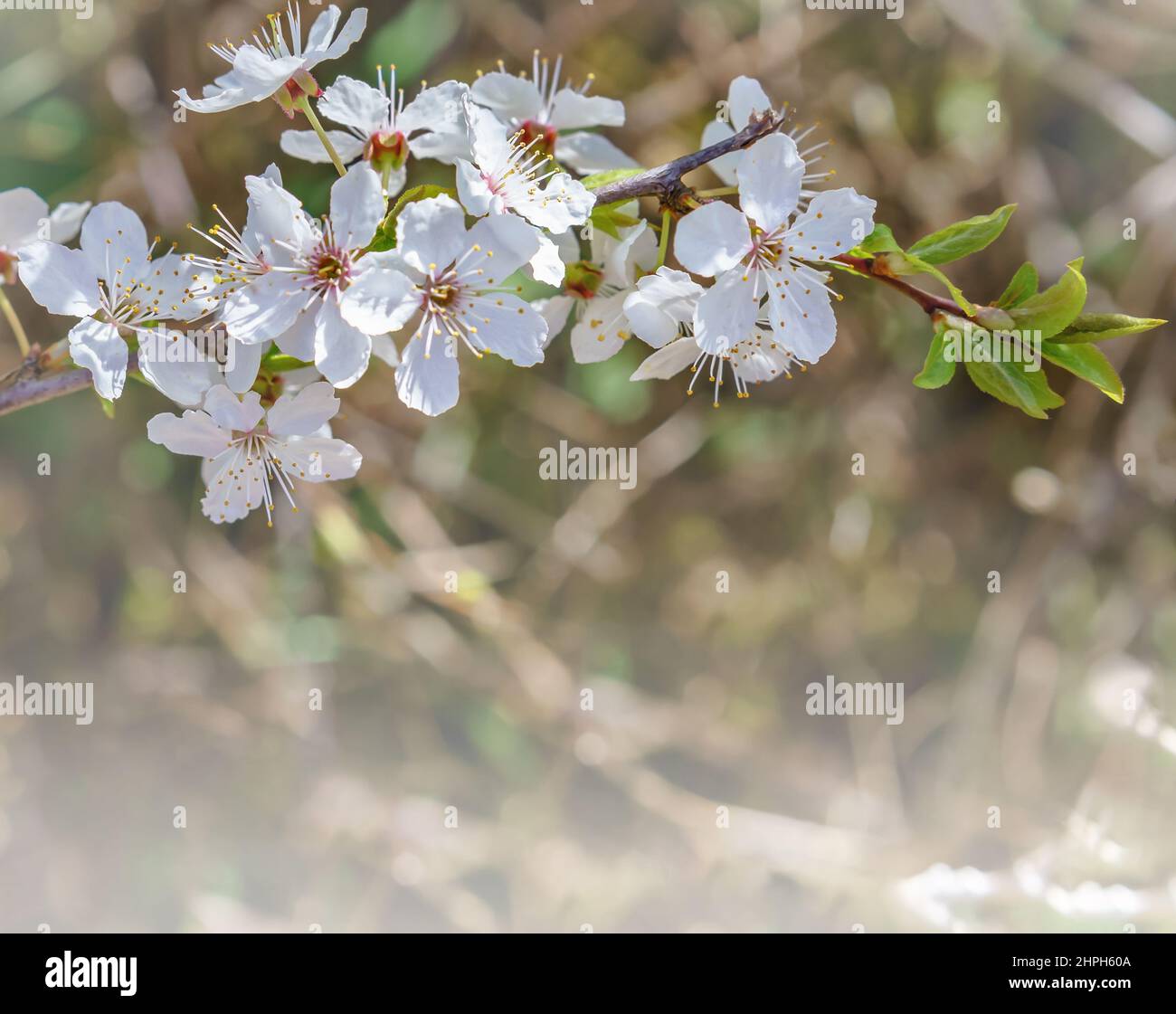 Spring and unfolded flowers. A white flower in close-up. A cherry ...