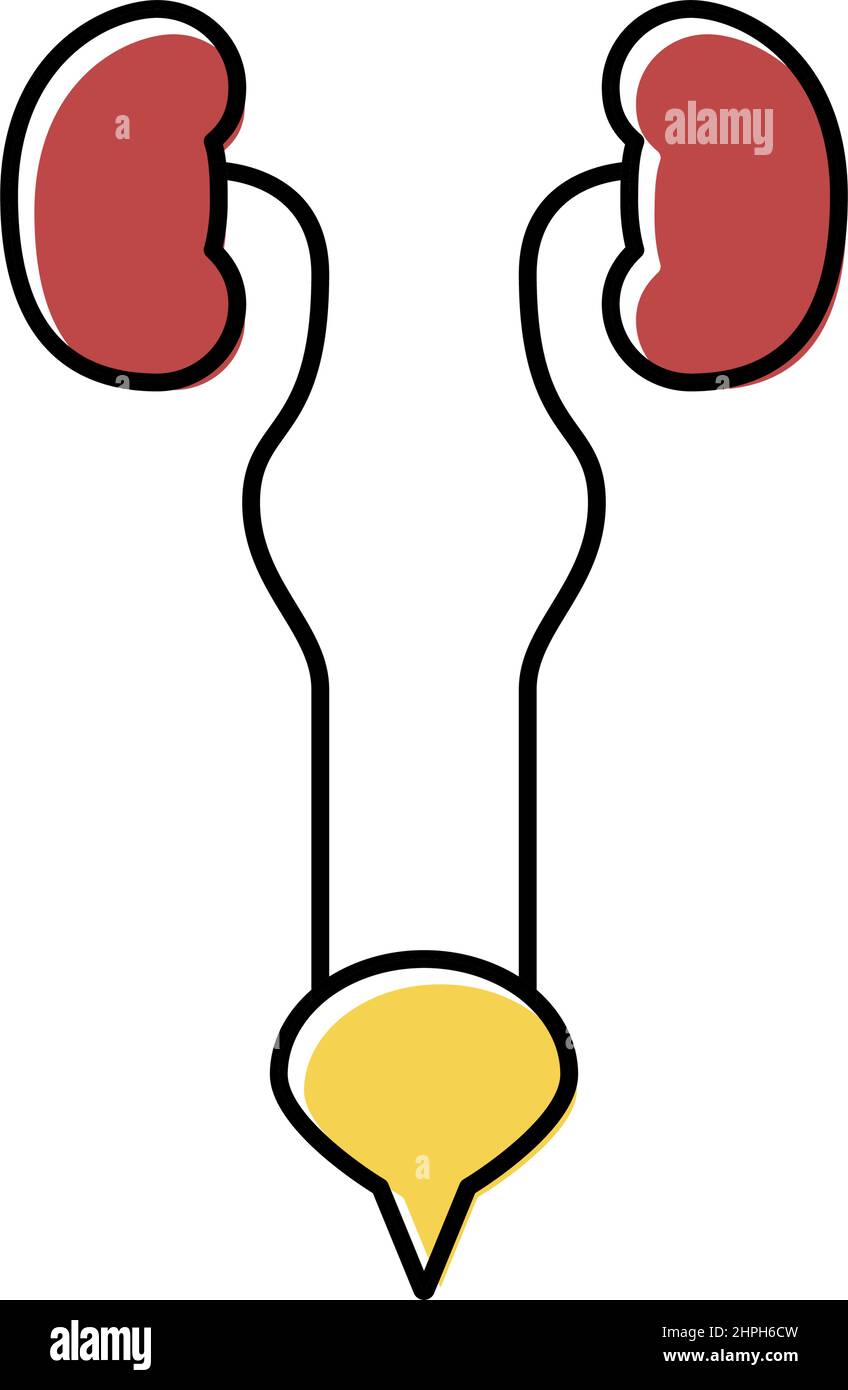 urinary system color icon vector illustration Stock Vector Image & Art ... urinary system color icon vector illustration Stock Vector Image & Art ...