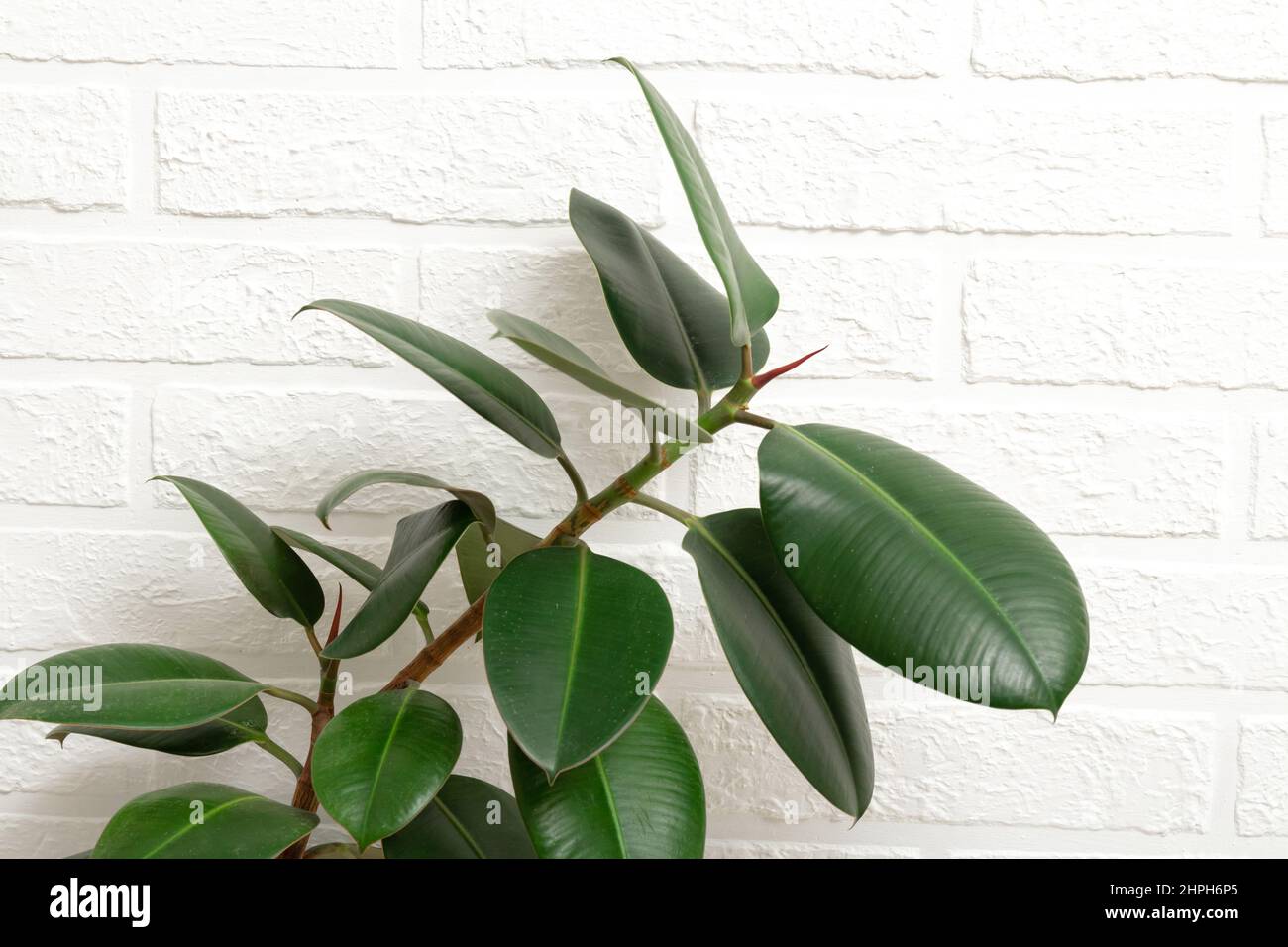 Elastic ficus hi-res stock photography and images - Alamy