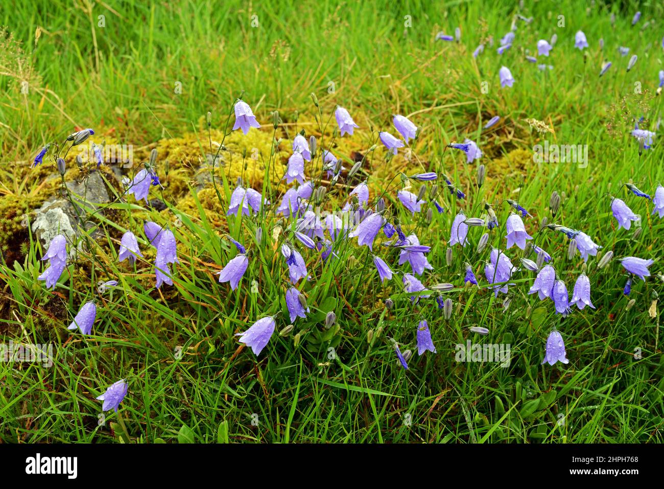 Plant of nutrient poor grasslands and heath hi-res stock photography ...