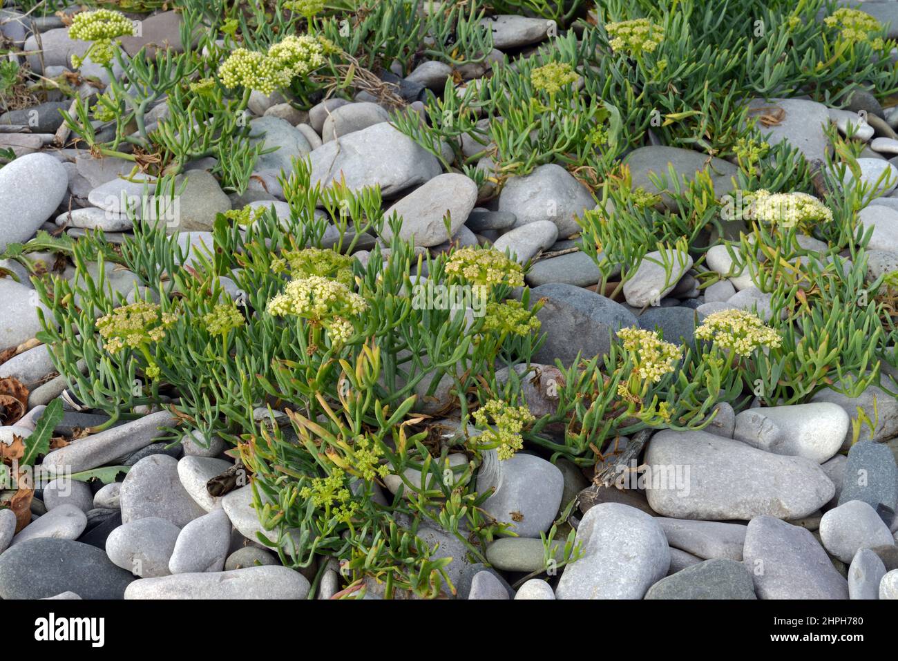 Succulent halophytic species hi-res stock photography and images - Alamy