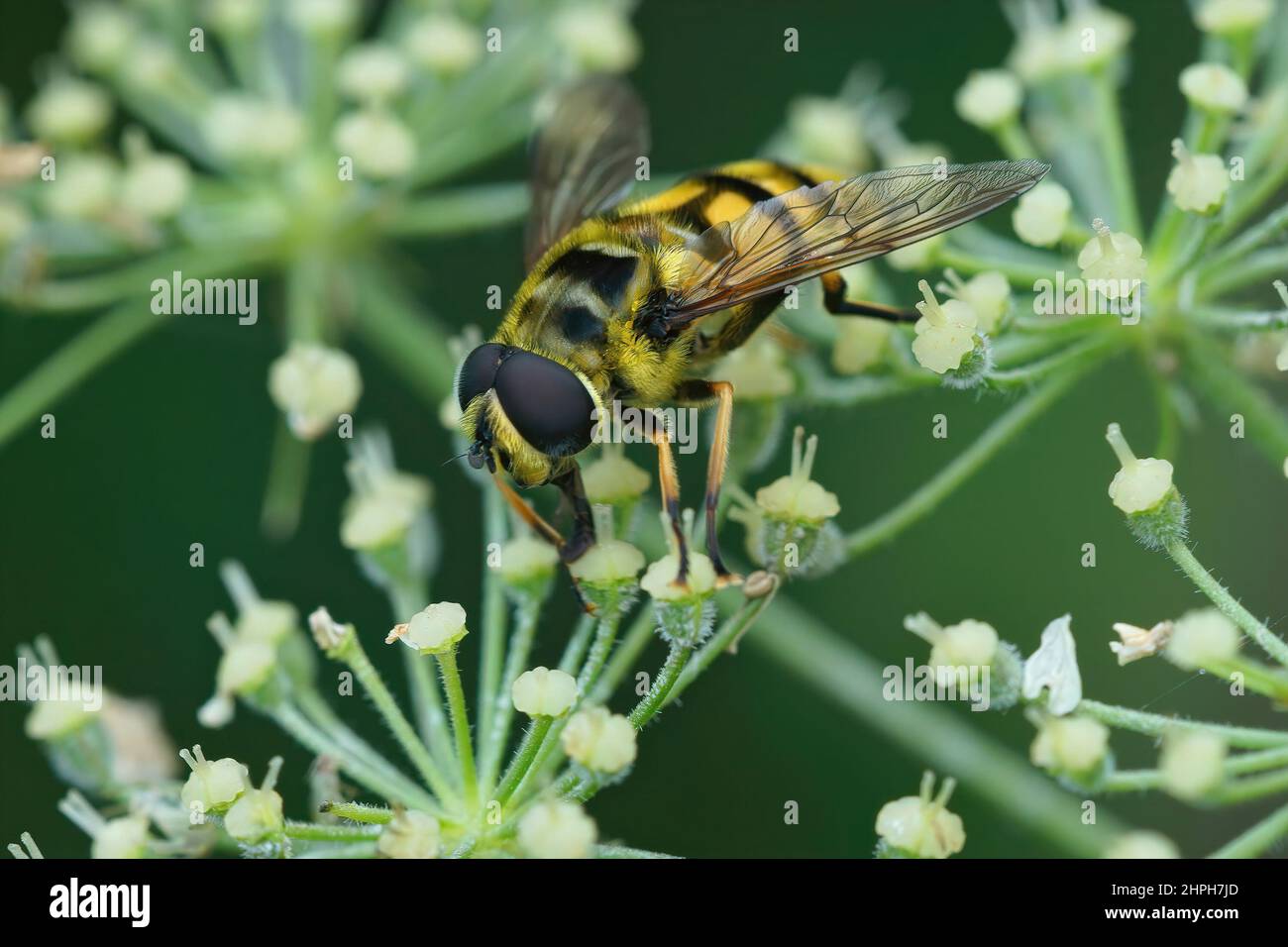 Batman hoverfly myathropa florea hi-res stock photography and images - Alamy