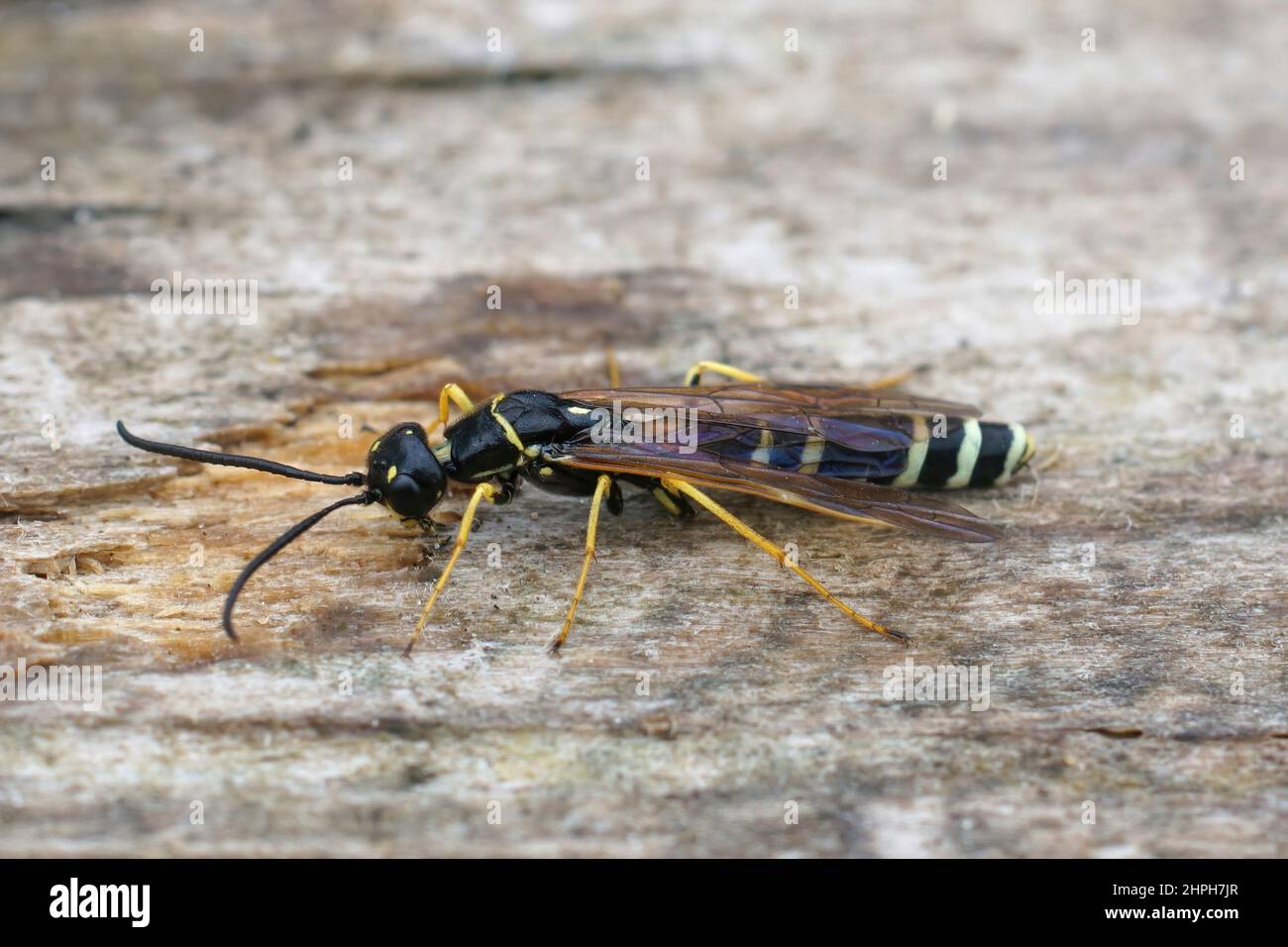 Closeup on one of the larger Cephid wasps, Phylloecus xanthostoma ...
