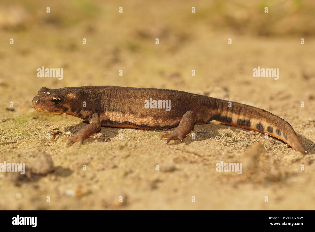Closeup on an adult terrestrial female Northern banded newt ...