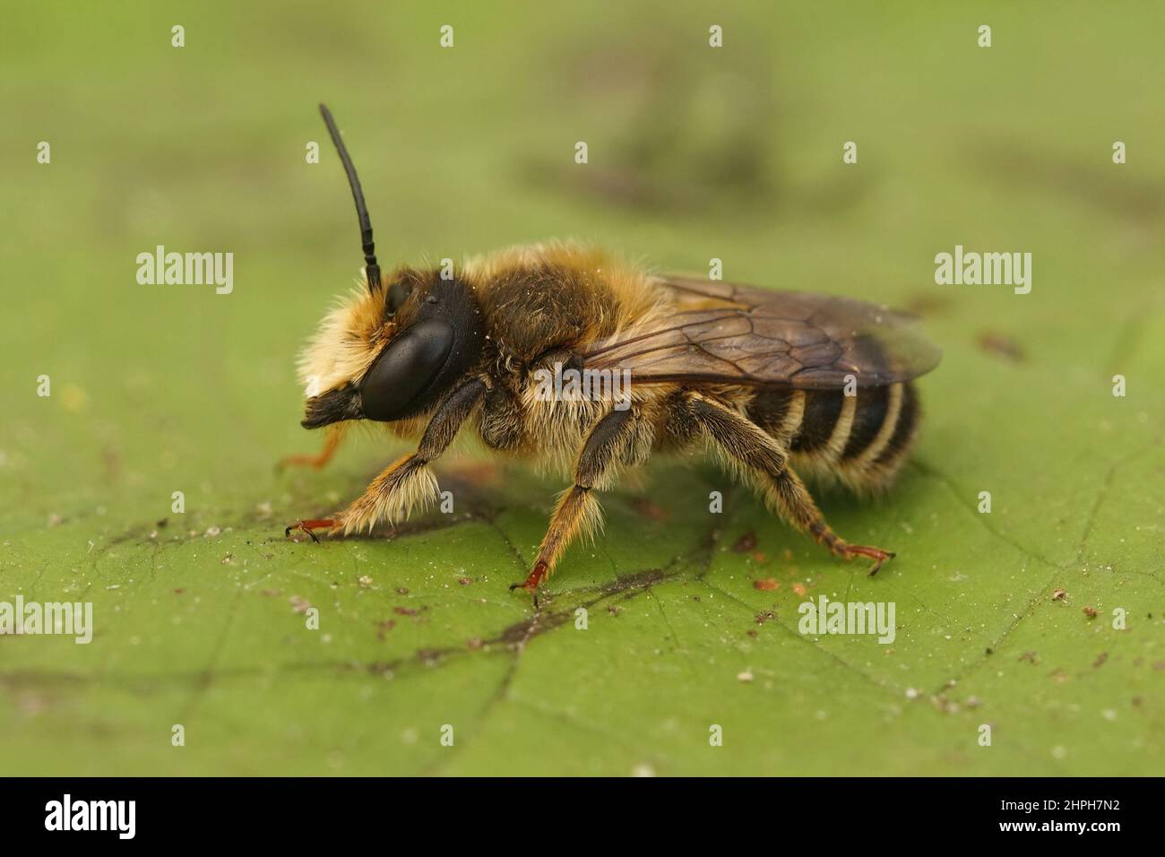 Closeup on a hairy banded mud bee, Chalicodoma ericetorum, sitting on a ...