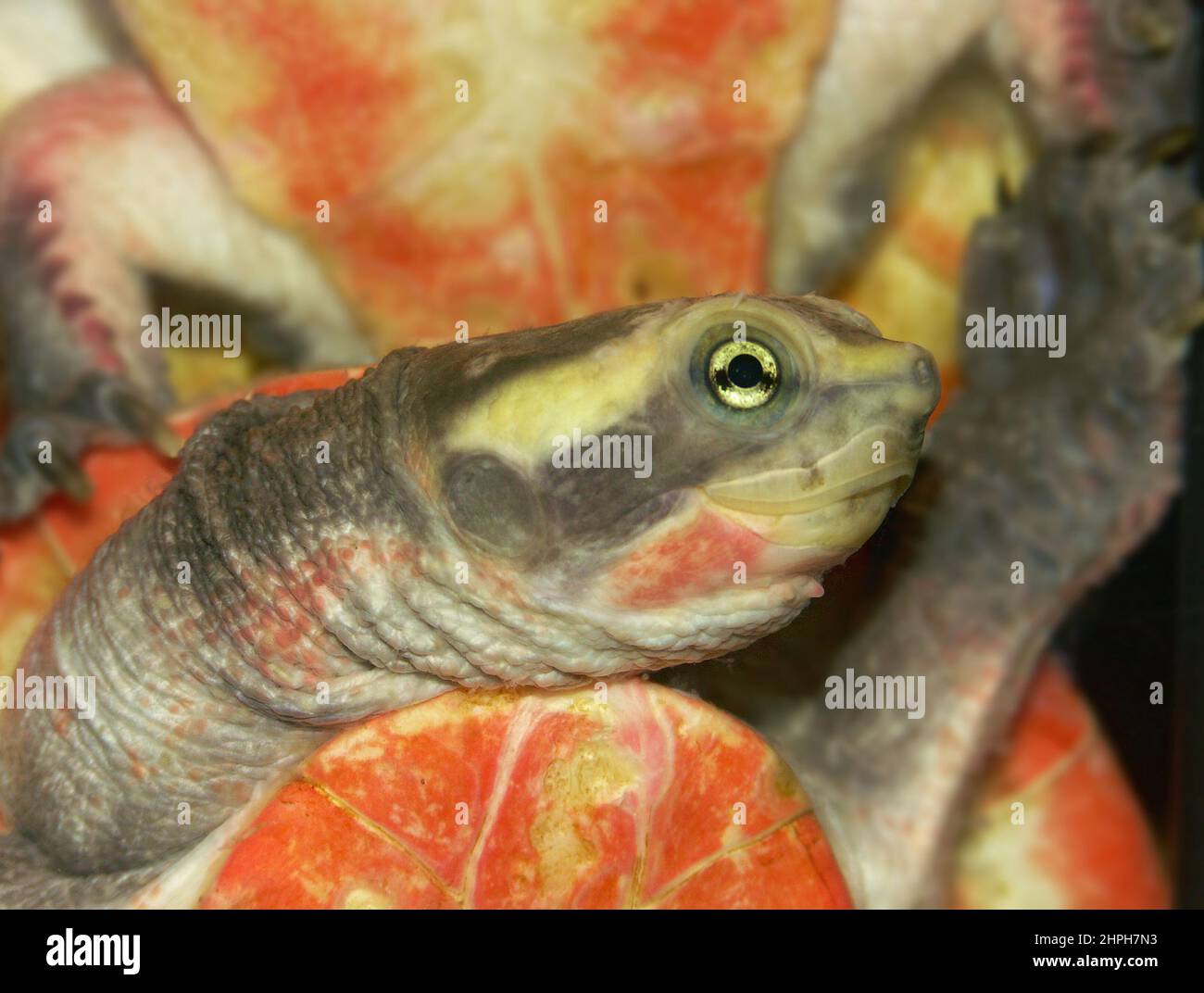 Colorful ventral closeup Pink-belly Short-necked or red-bellied Turtle ...