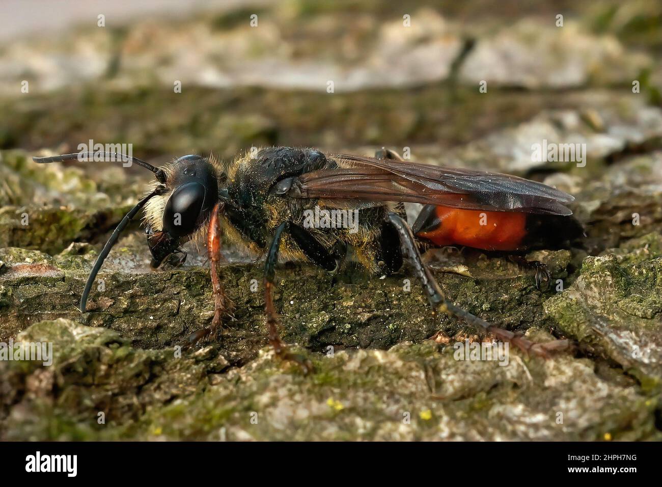 Closeup on the Heath Sand Wasp , Ammophila pubescens, sitting on wood ...