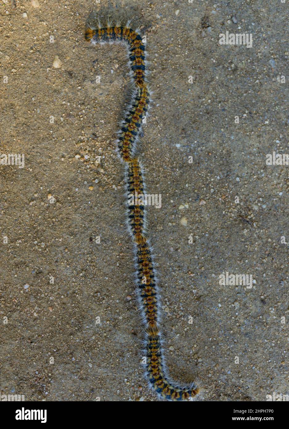 Larva procesionaria hi-res stock photography and images - Alamy