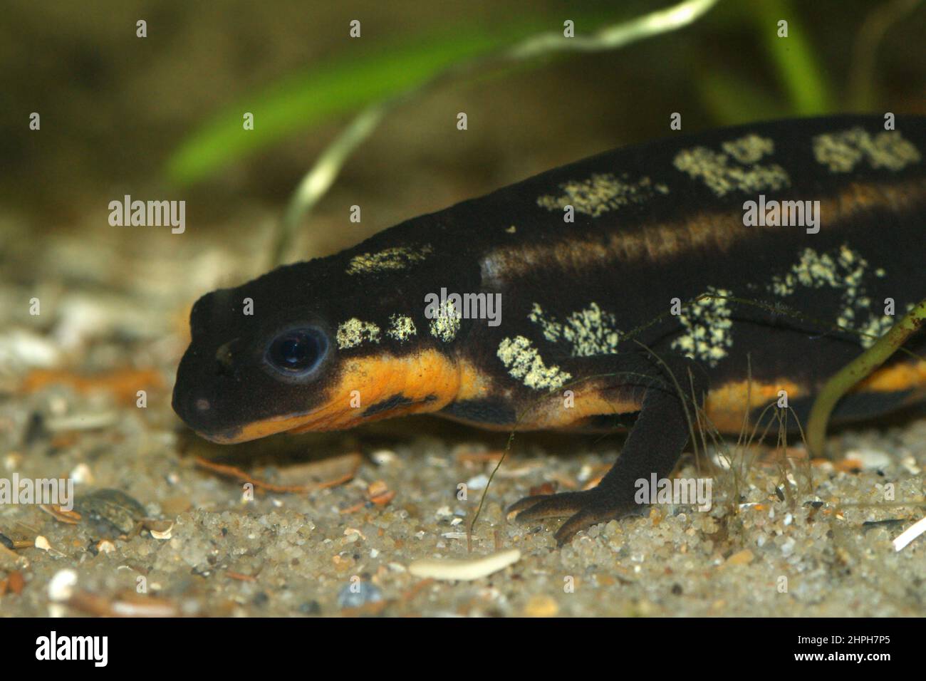 Closeup on the endangered Riu Kiu Swordtail salamander, Cynops ...