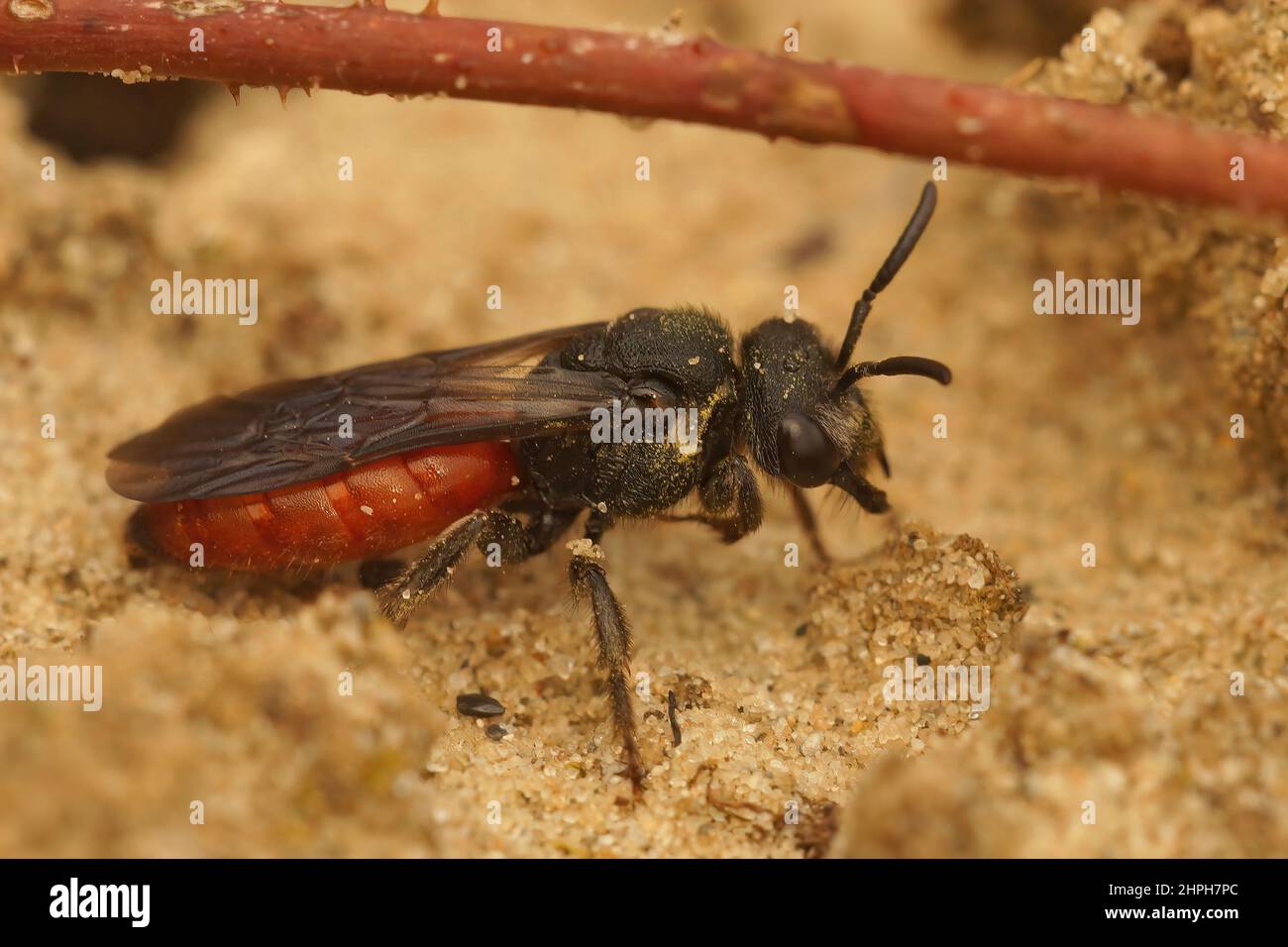 Furrow bee nest hi-res stock photography and images - Alamy