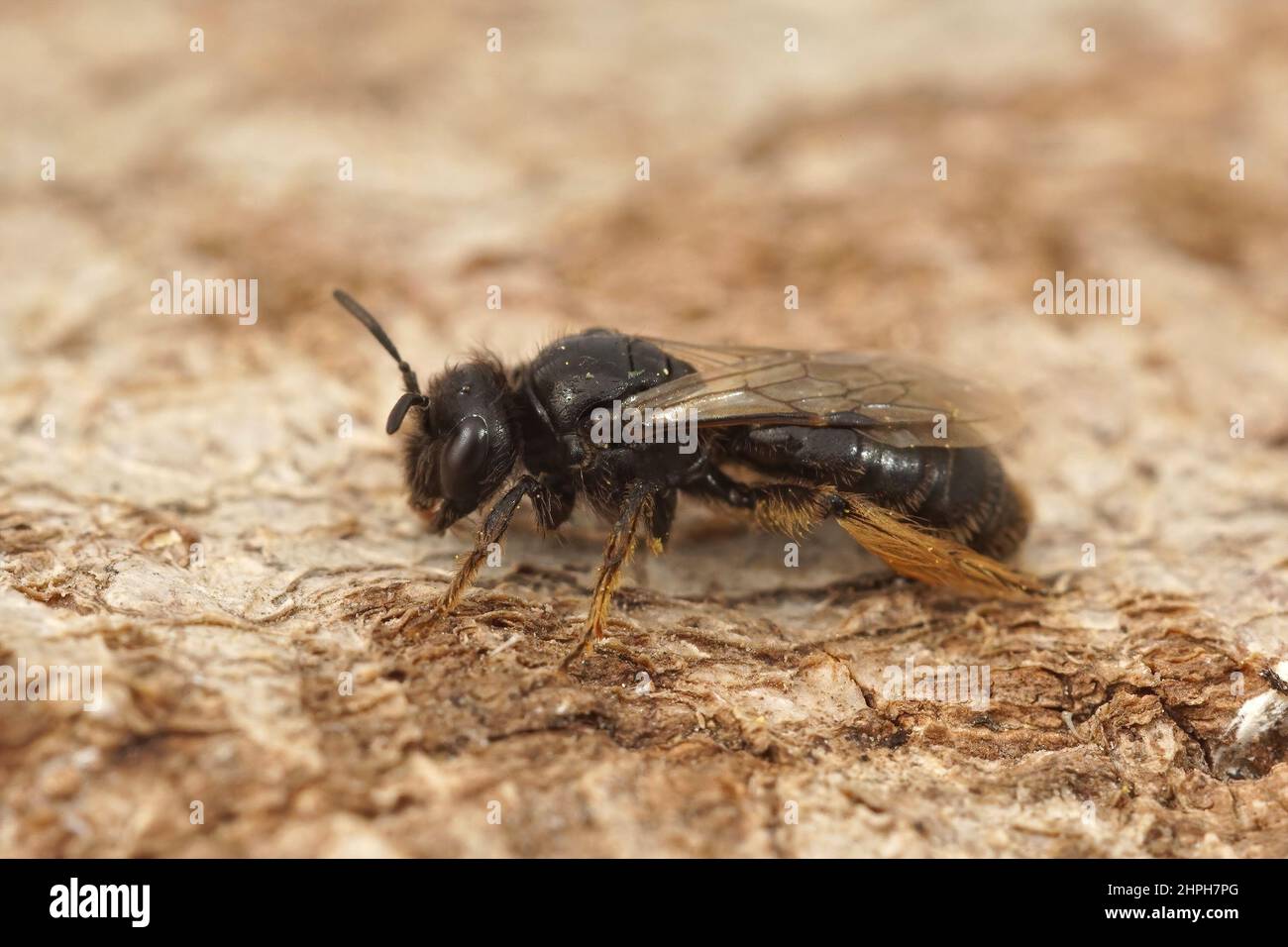 Shaggy bees hi-res stock photography and images - Alamy