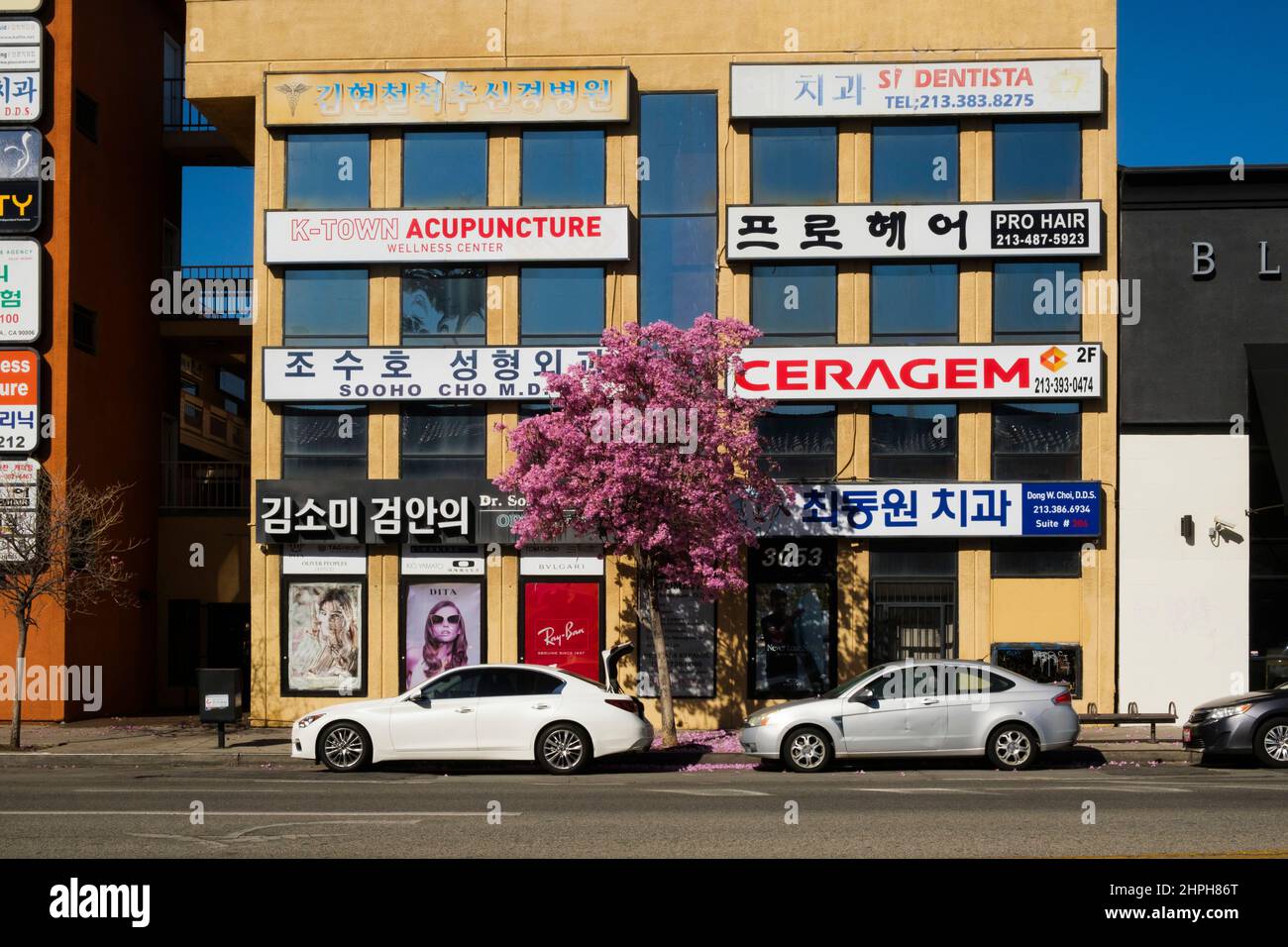 A tree blooming in Koreatown, Los Angeles, California, United States of ...