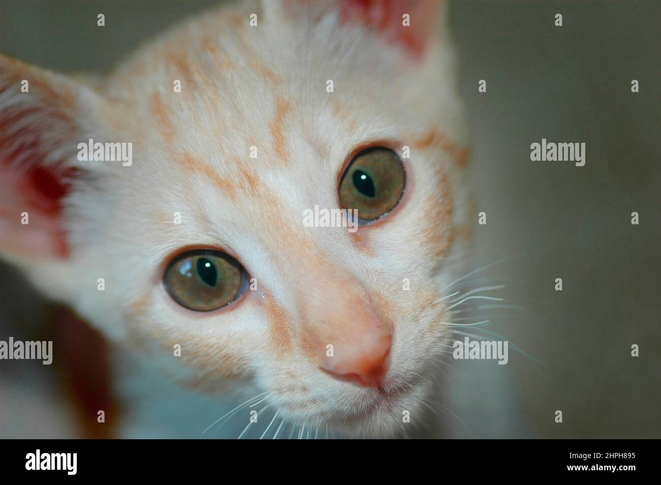 Cunning ginger cat hi-res stock photography and images - Alamy