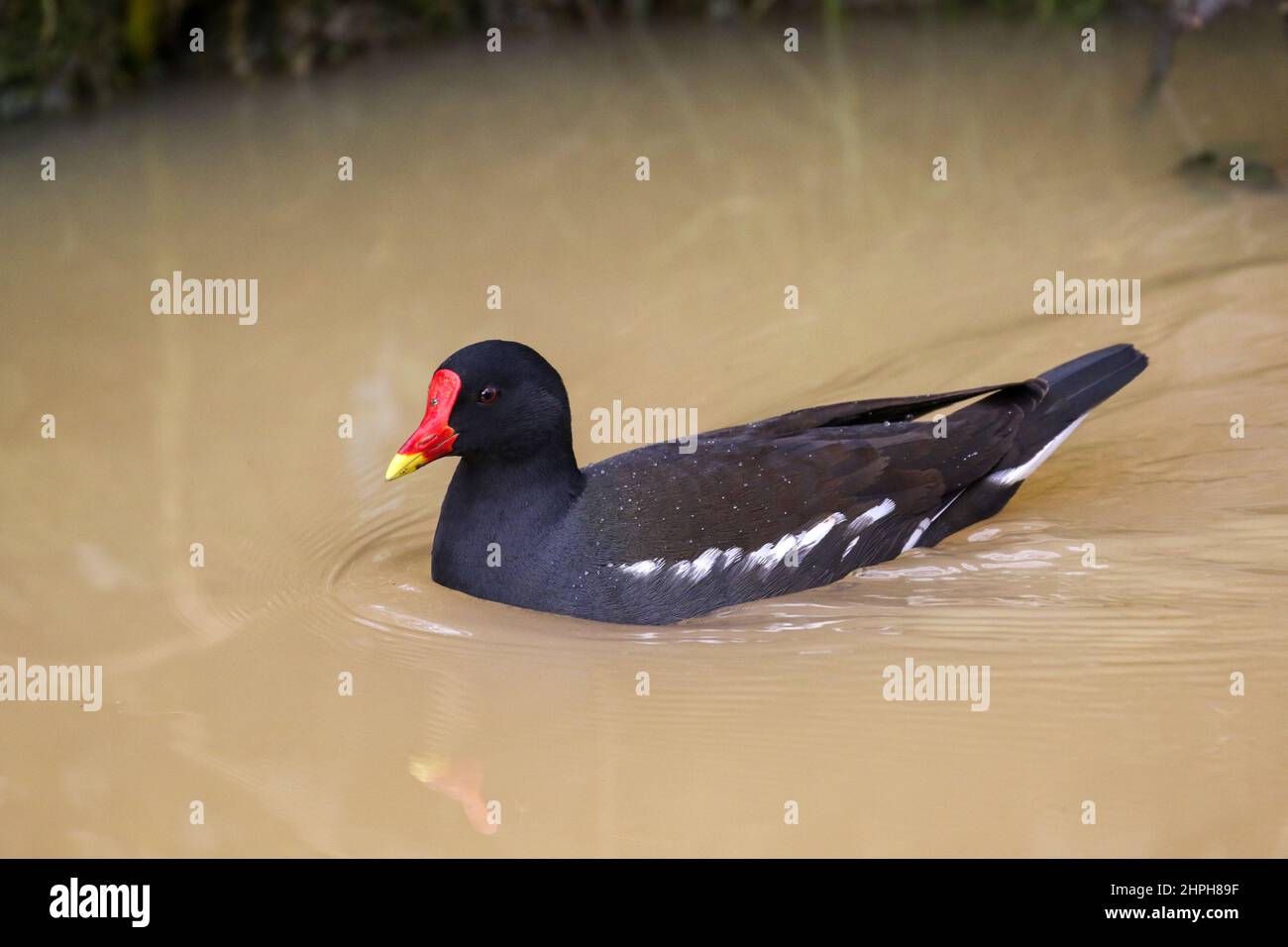 Waterhen lake hi-res stock photography and images - Alamy