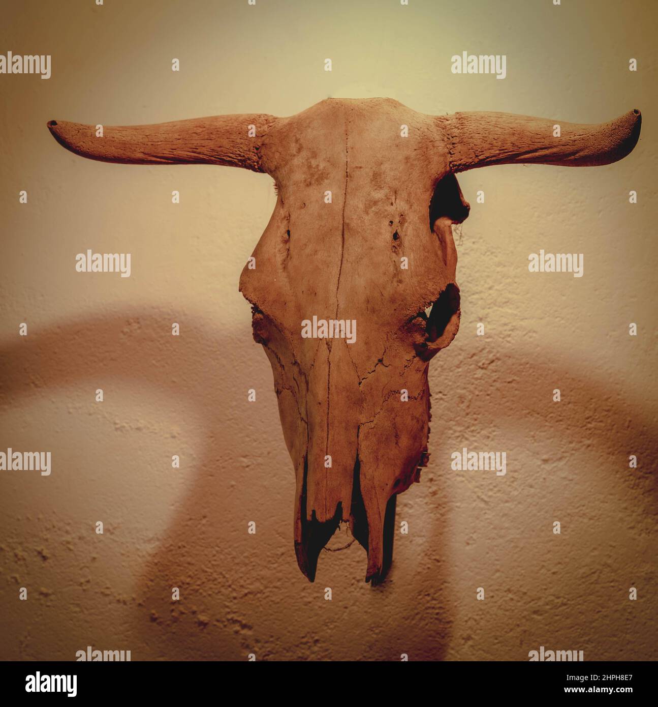 Cows skull hi-res stock photography and images - Alamy