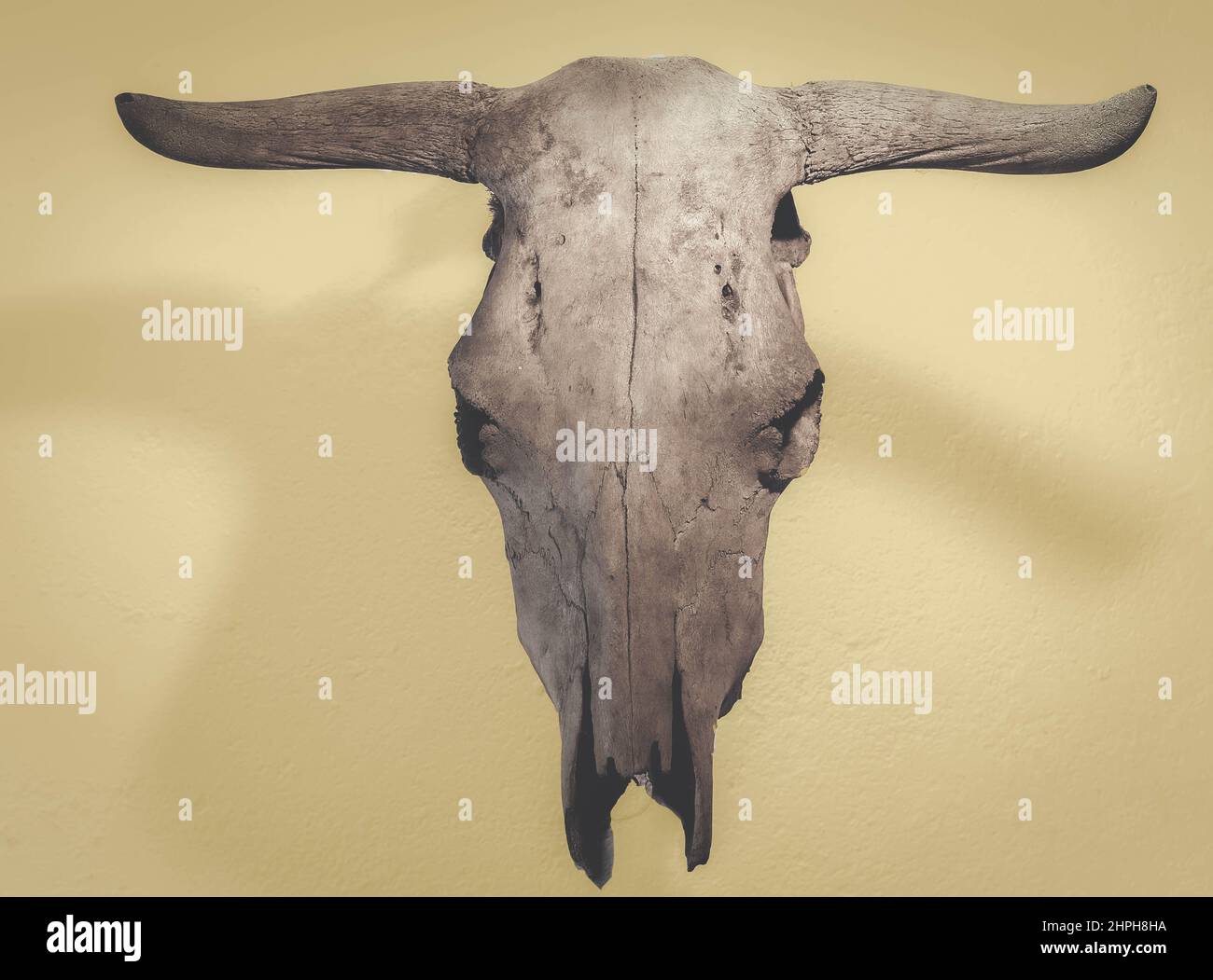 Cow skull road hi-res stock photography and images - Alamy