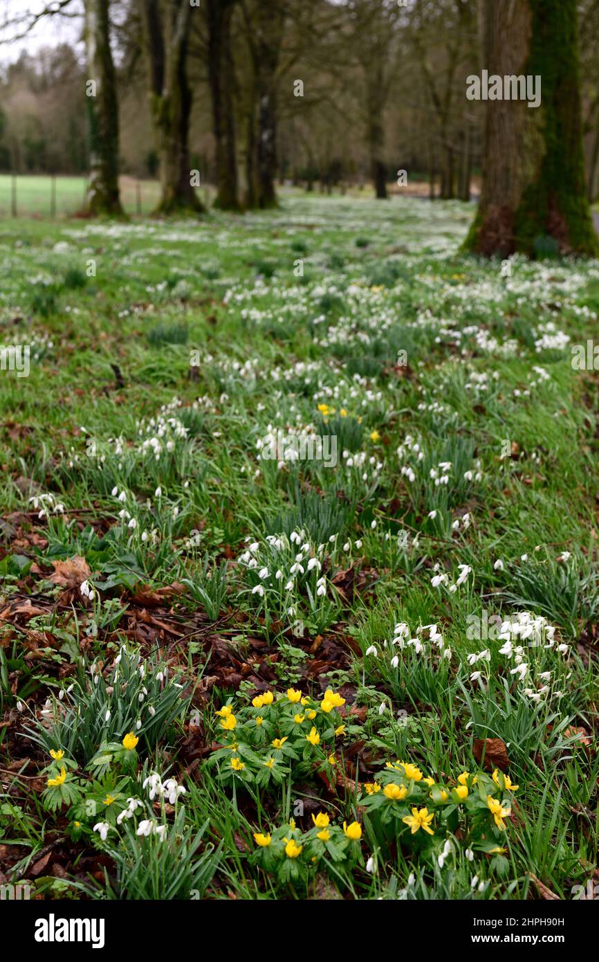 Galanthus nivalis,eranthis hyemalis,snowdrops,snowdrop,clump in grass ...