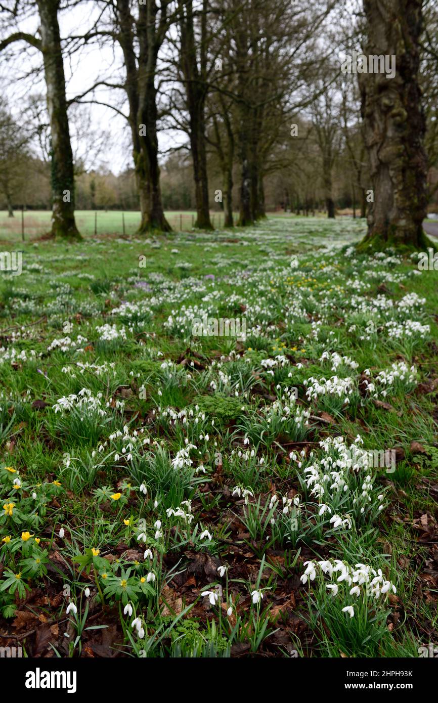 Snowdrop drift hi-res stock photography and images - Alamy