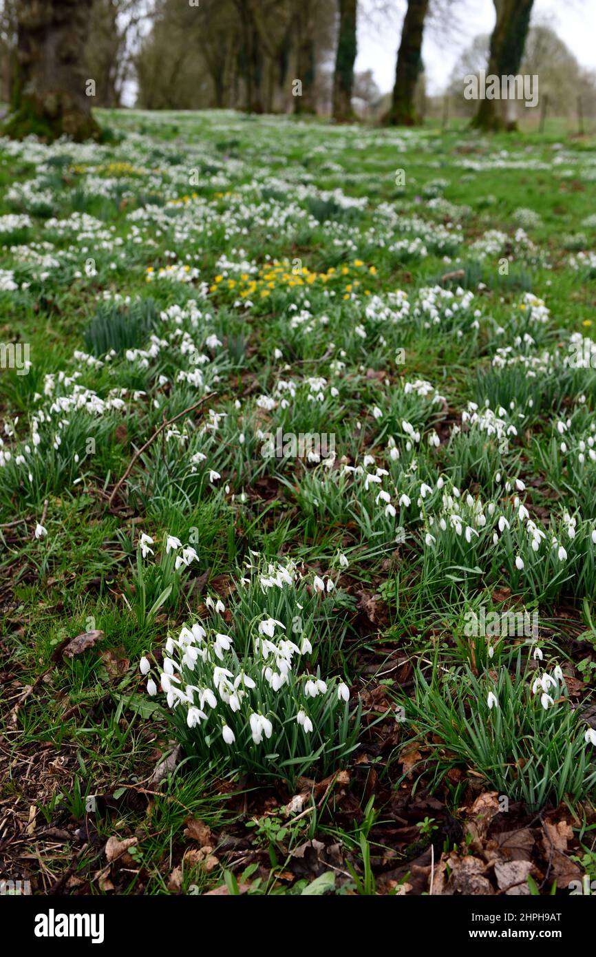 Snowdrop drift hi-res stock photography and images - Alamy