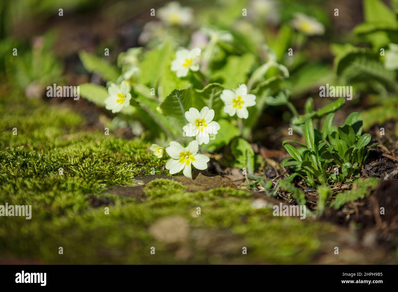 Mossy bank hi-res stock photography and images - Alamy