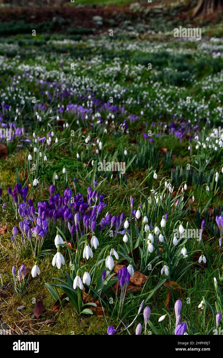 Naturalised snowdrops and crocus hi-res stock photography and images ...