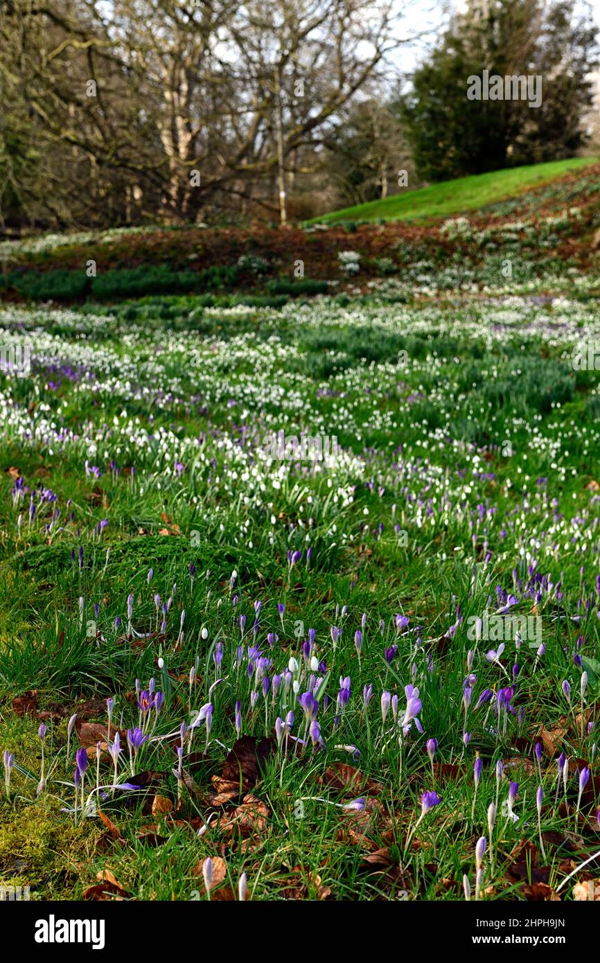 Crocus and galanthus naturalised in grass hi-res stock photography and ...