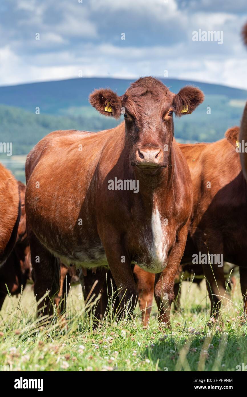 Herd of Luing cattle, a native breed, in the Scottish Borders, UK Stock ...
