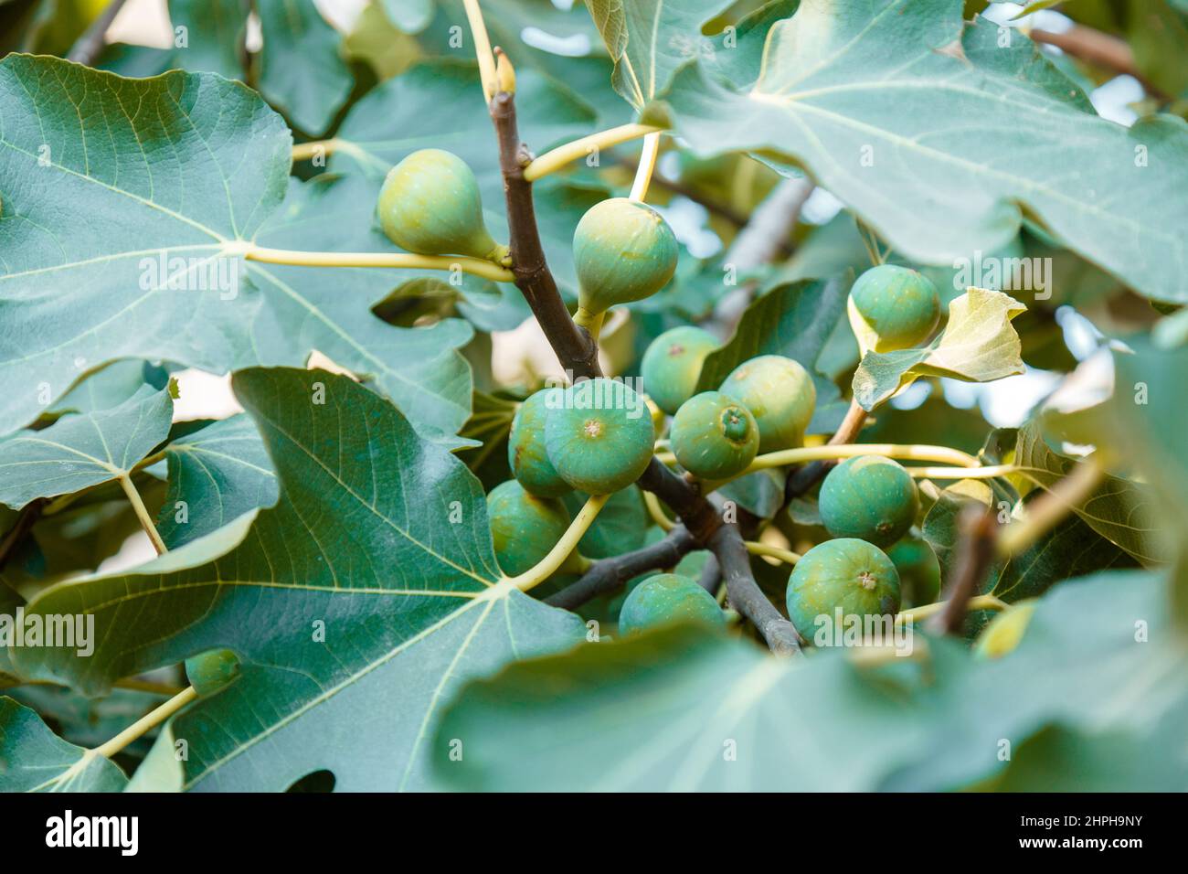 Ripe green Fig tree fruit On Fig tree in garden. Fig harvest in Summer ...