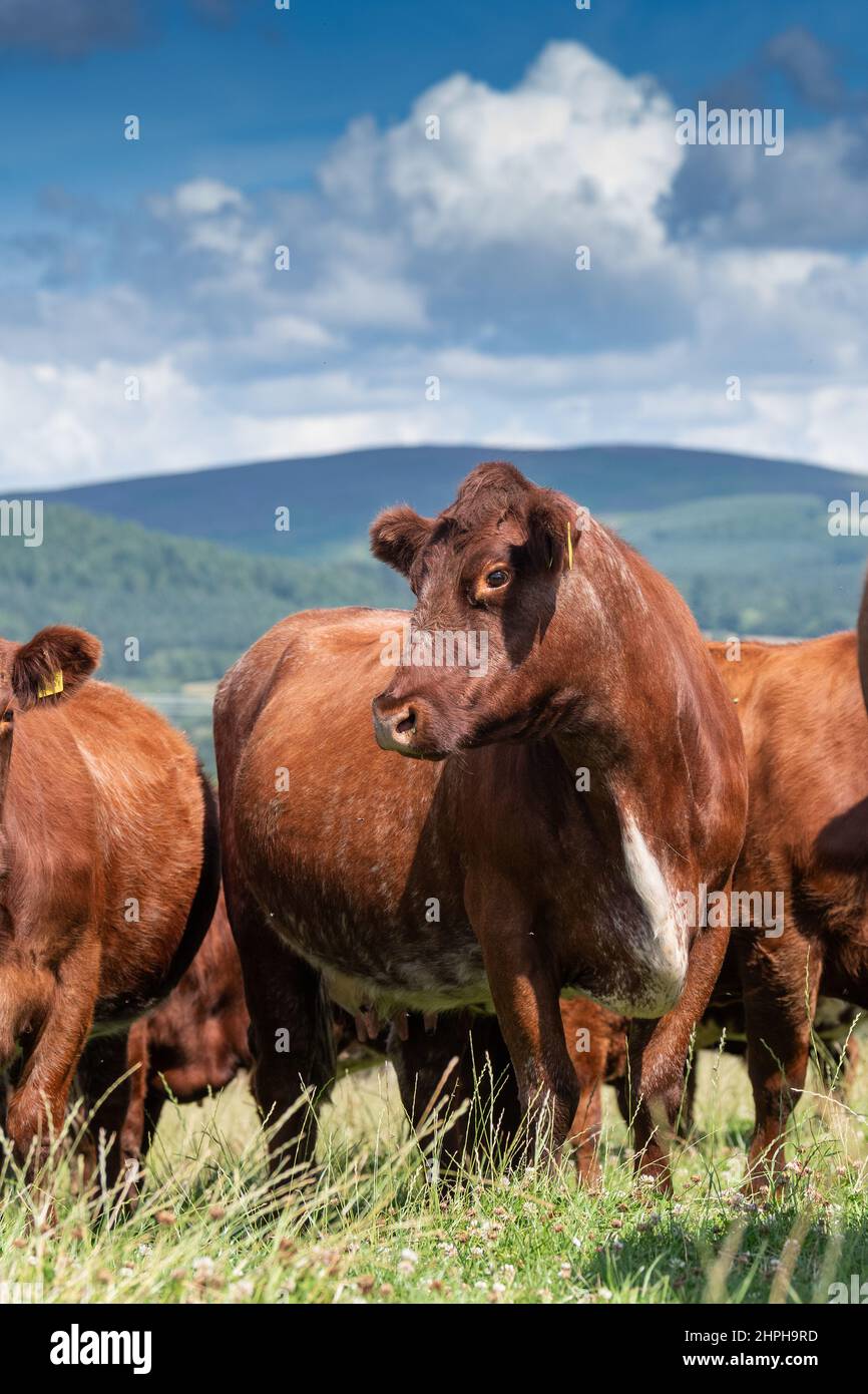 Herd of Luing cattle, a native breed, in the Scottish Borders, UK Stock ...