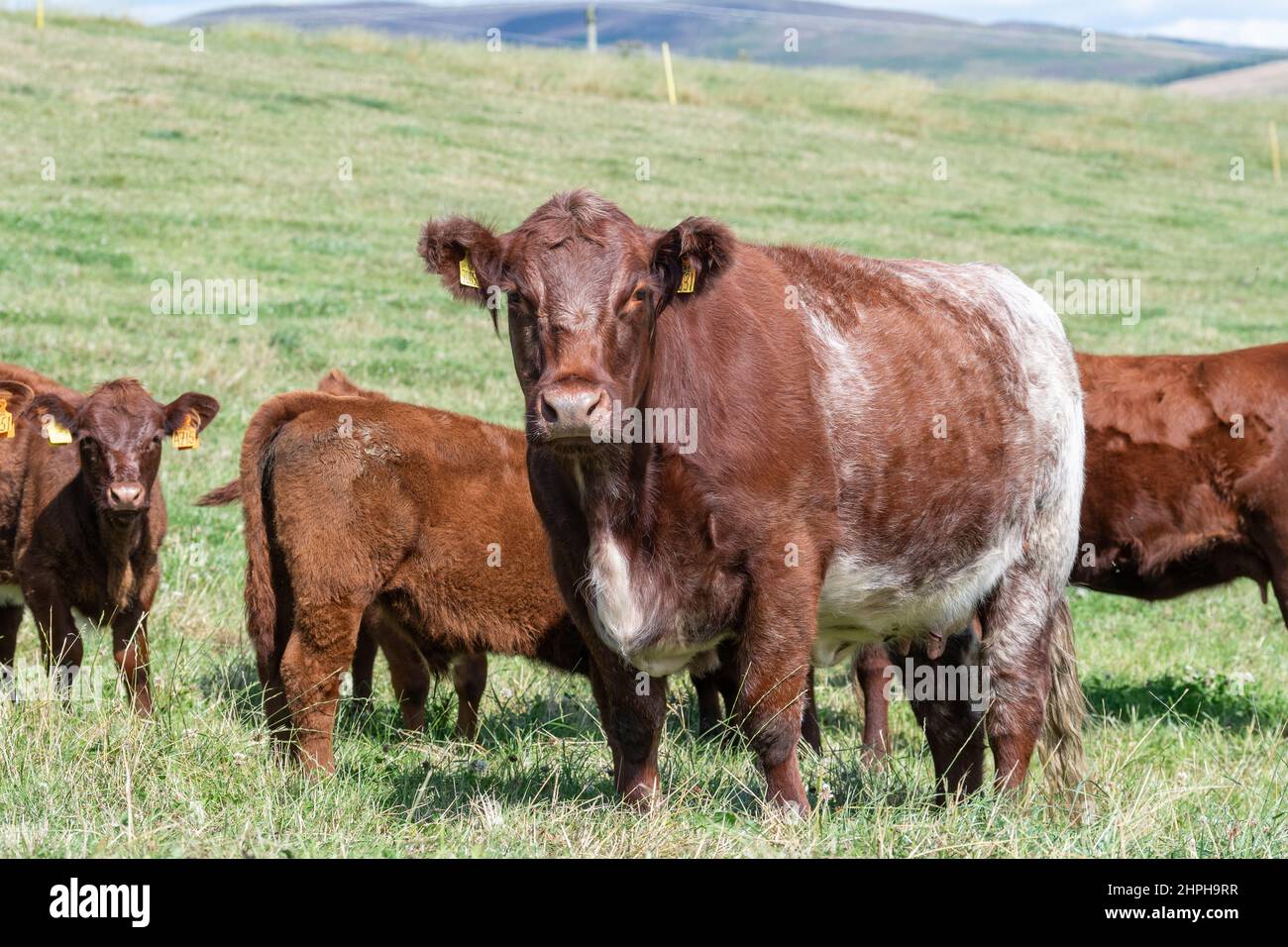 Herd of Luing cattle, a native breed, in the Scottish Borders, UK Stock ...
