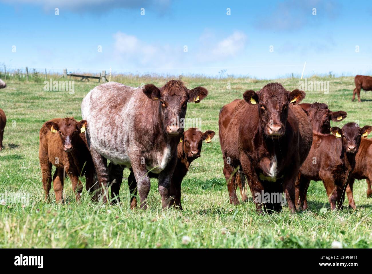 Herd of Luing cattle, a native breed, in the Scottish Borders, UK Stock ...