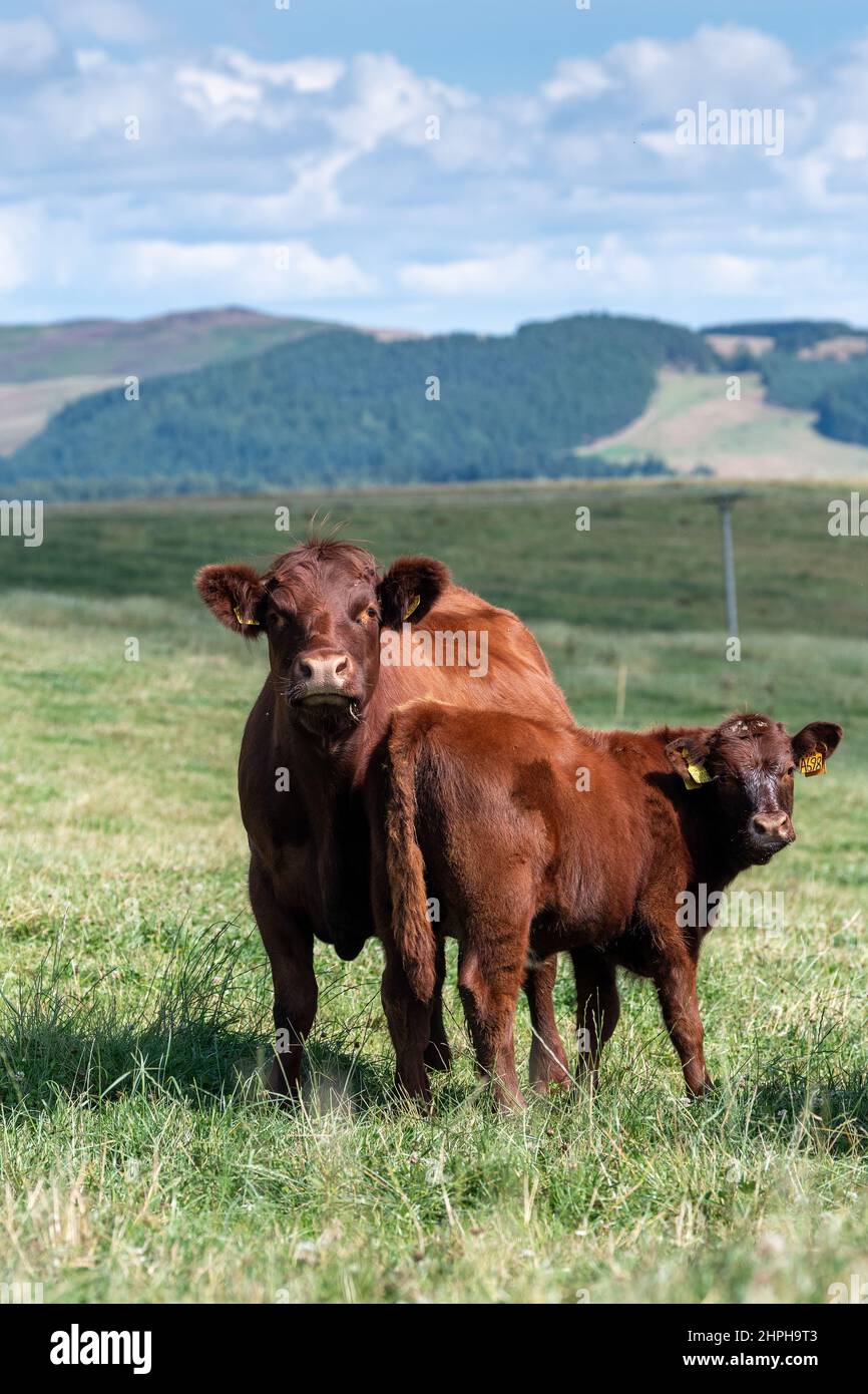Herd of Luing cattle, a native breed, in the Scottish Borders, UK Stock ...