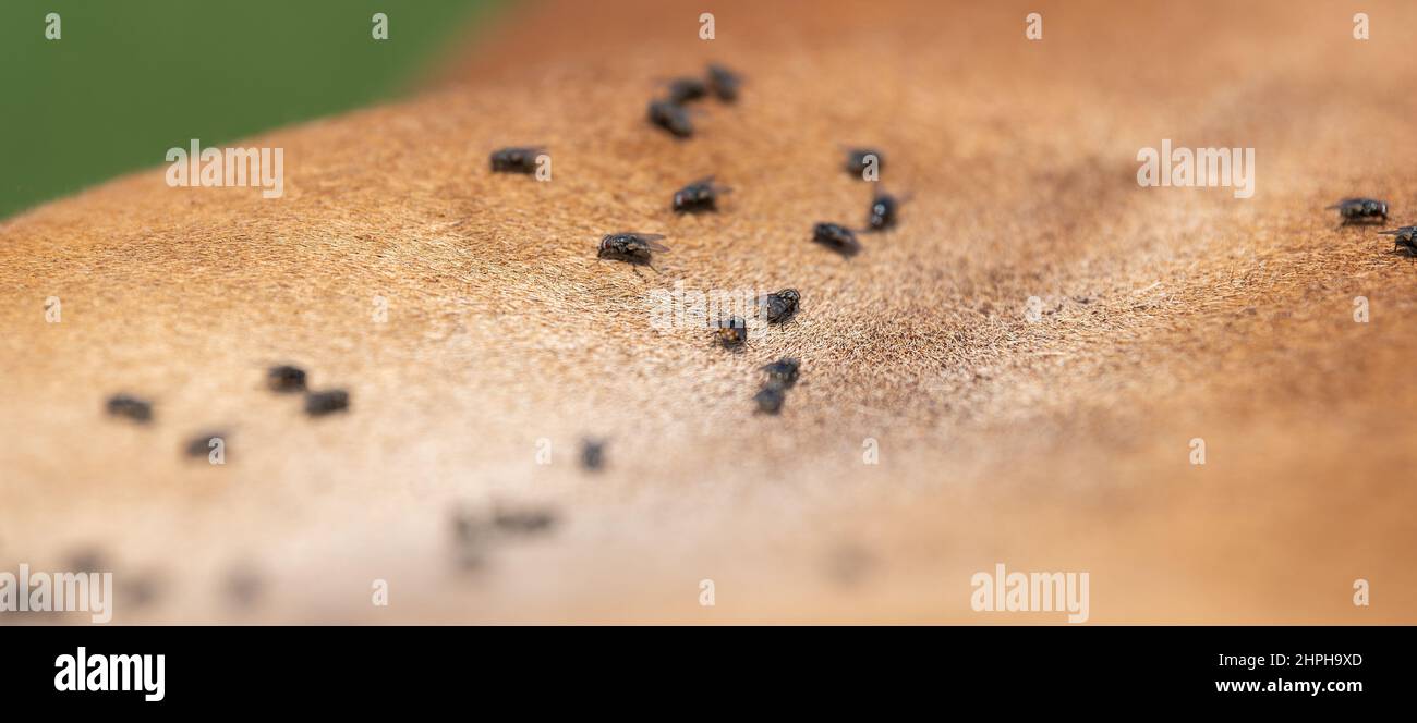 Biting flies hi-res stock photography and images - Alamy