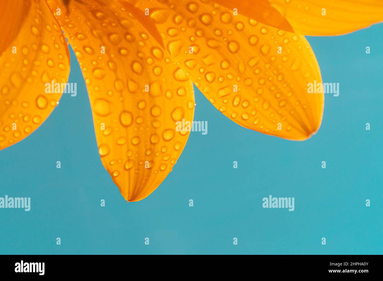 Gazania flower hi-res stock photography and images - Alamy